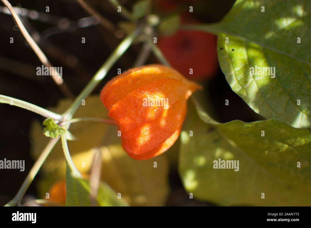 Physalis peruviana in the garden. orange fruit Stock Photo - Alamy