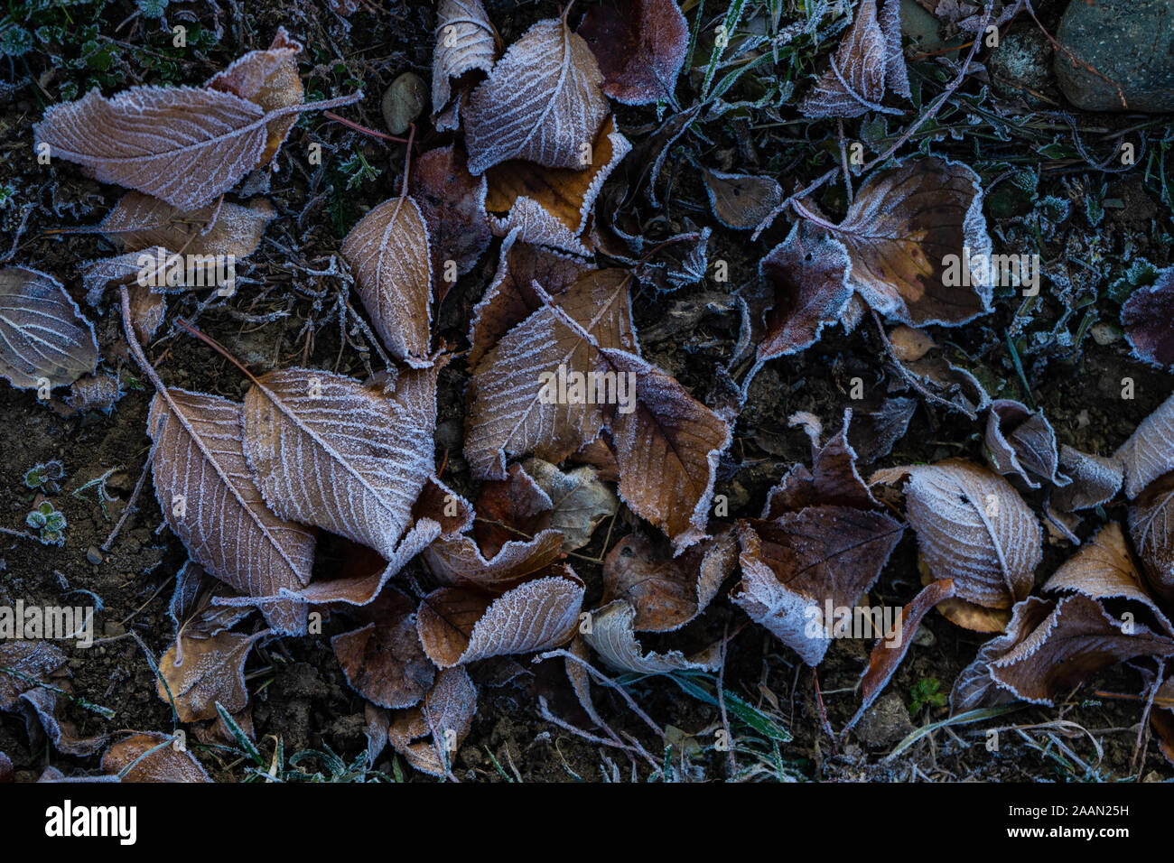 Natural card concept with autumnal leaves covered with frost in the ...