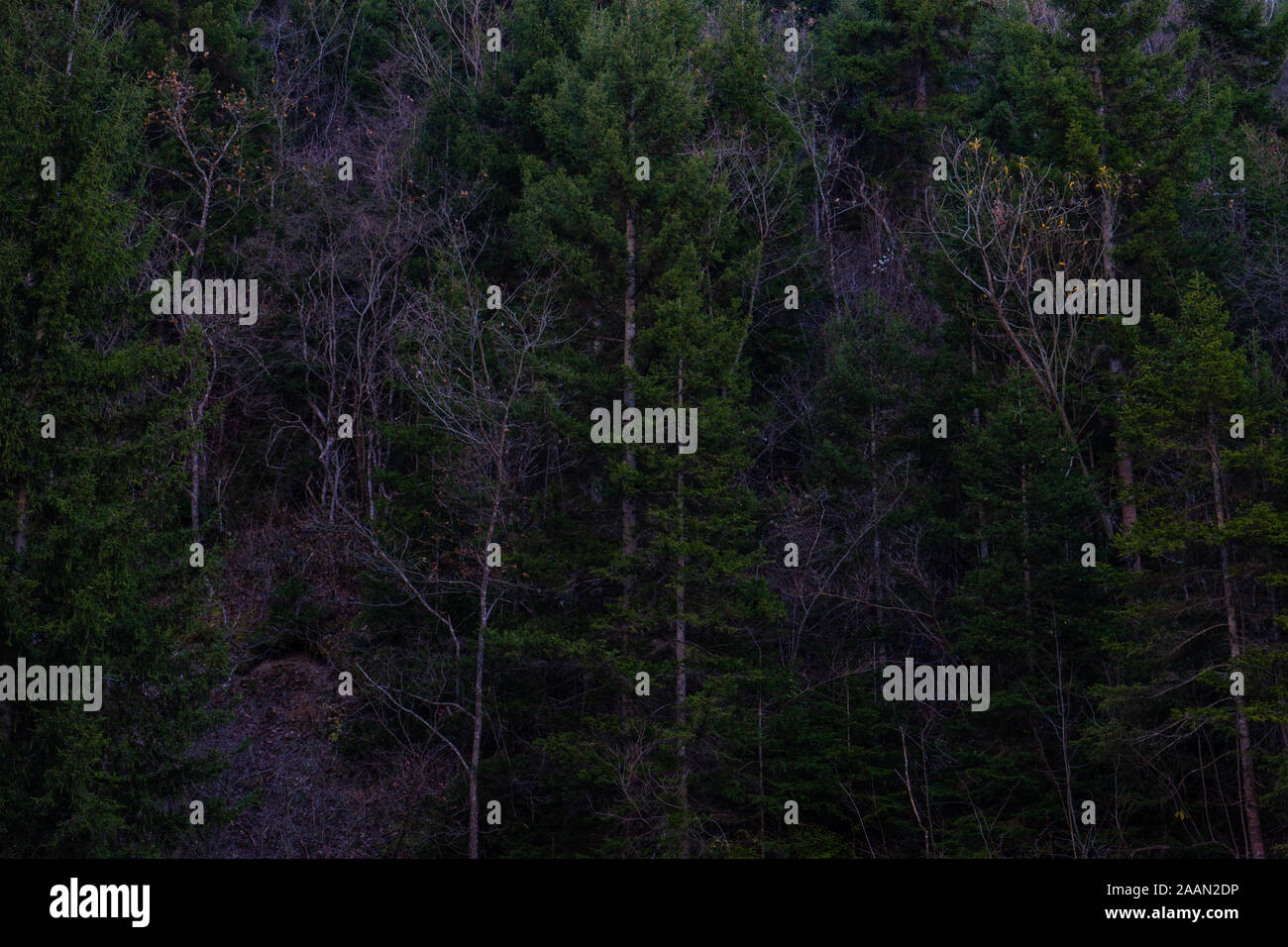 Mountain landscape with fir, pine and thuja trees on a slope Stock ...