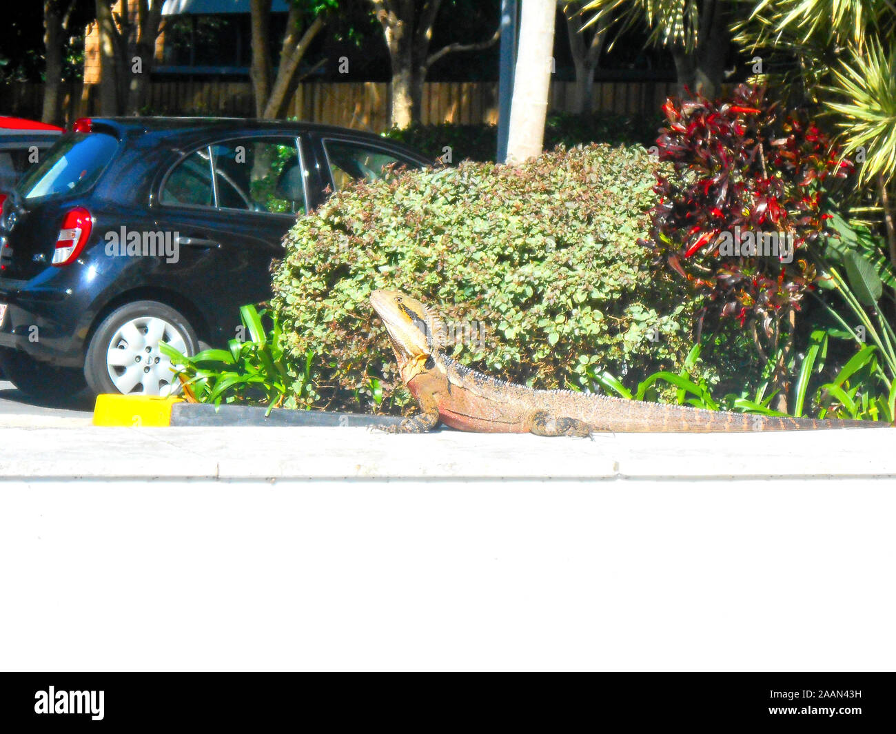 A water dragon bathing in the sun on a wall in a carpark in Broadbeach ...