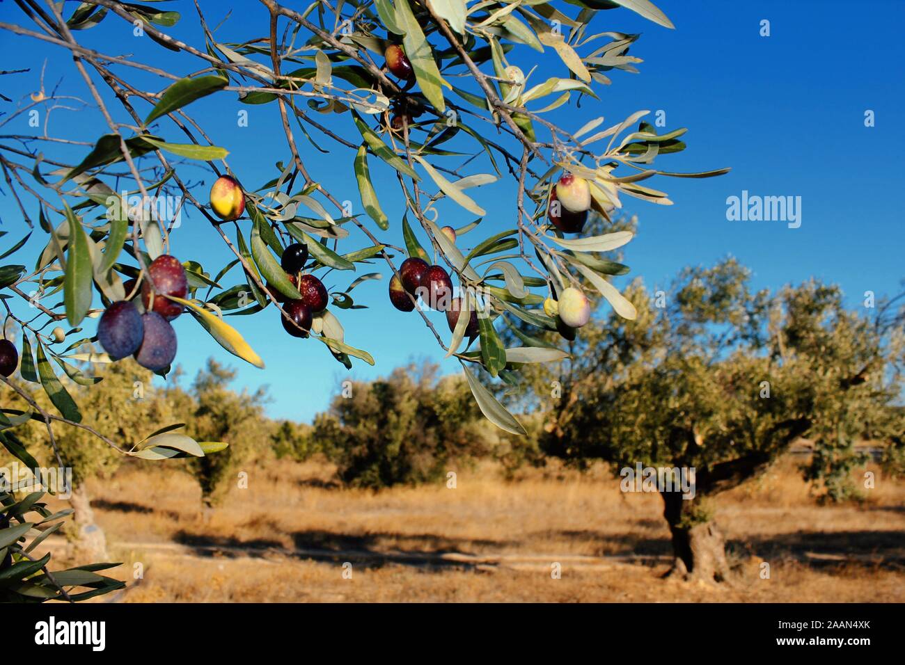 Manaki variety Greek olives on olive tree branch Stock Photo - Alamy