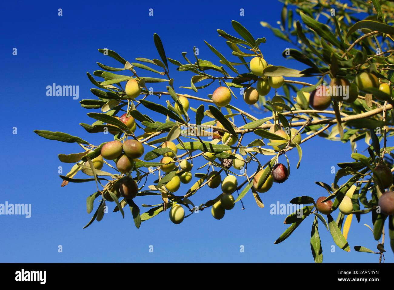 Branch of olive tree hi-res stock photography and images - Alamy