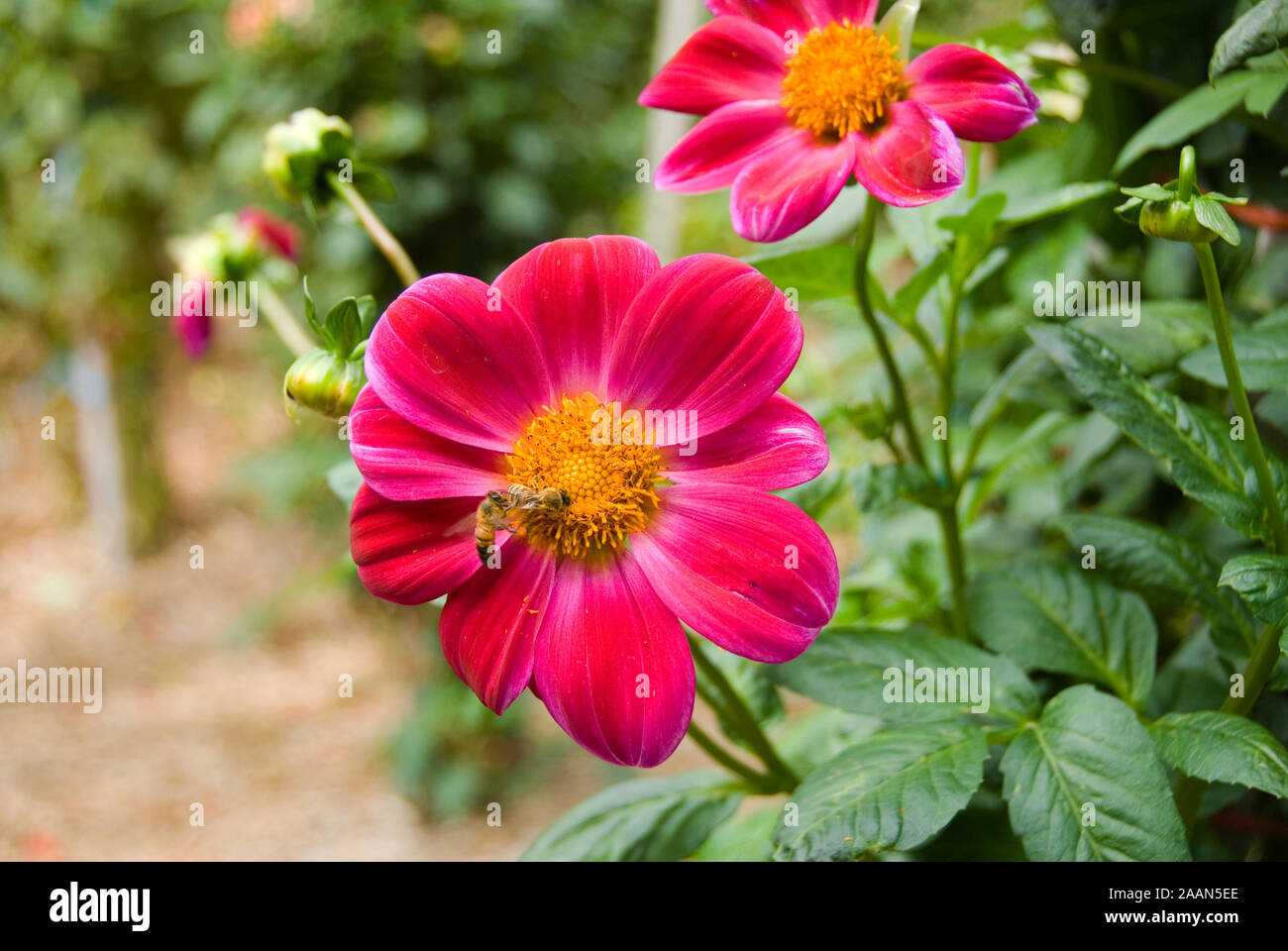 Deep pink dahlia hi-res stock photography and images - Alamy