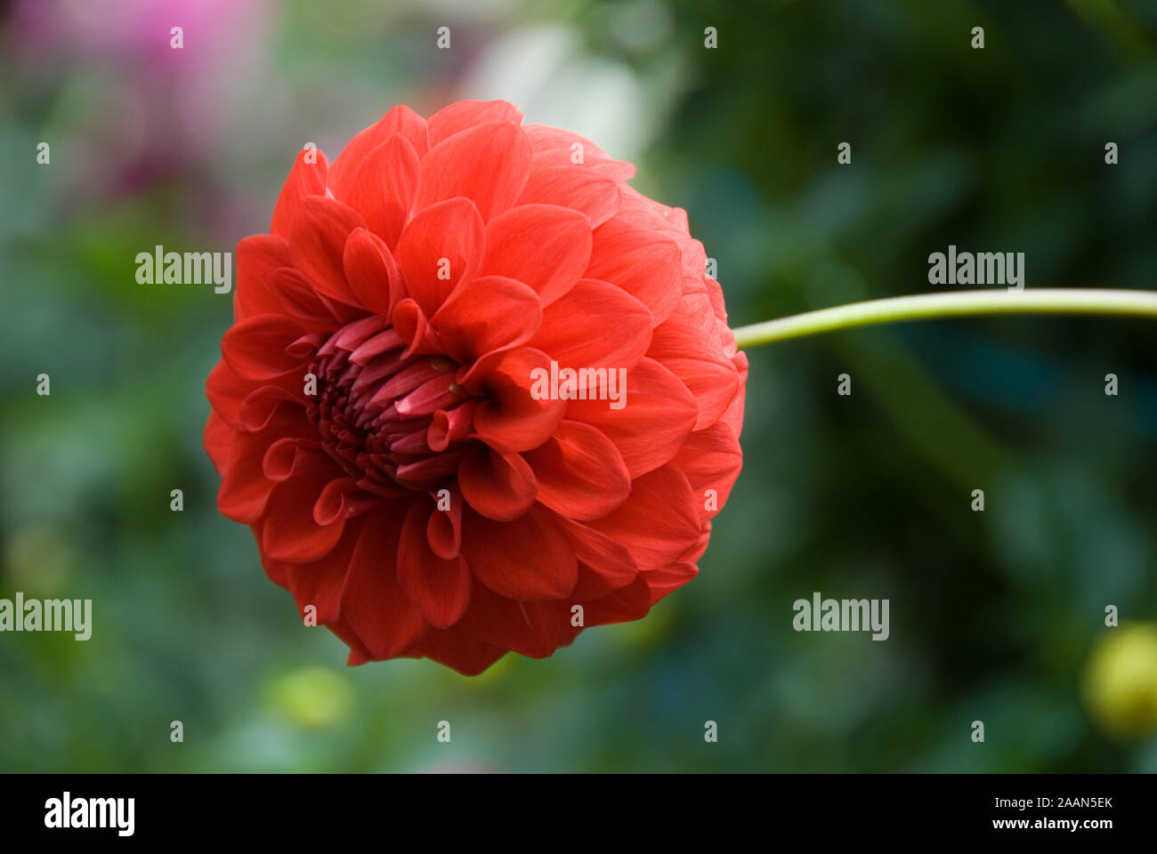 DEEP ORANGE COLOURED DAHLIA FLOWER Stock Photo - Alamy
