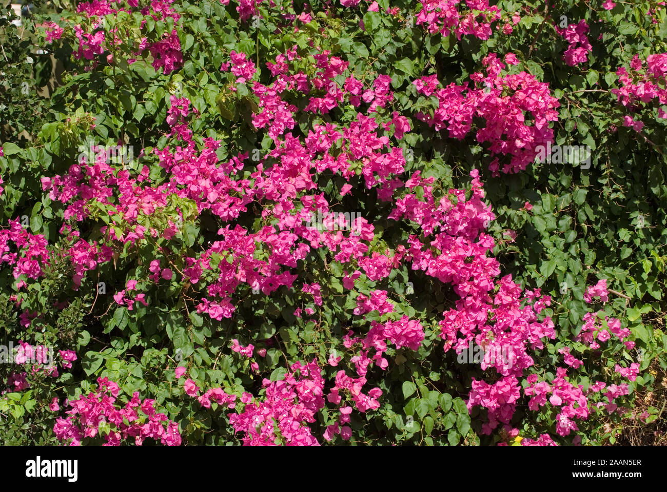 Pink bougainvilleas hi-res stock photography and images - Alamy
