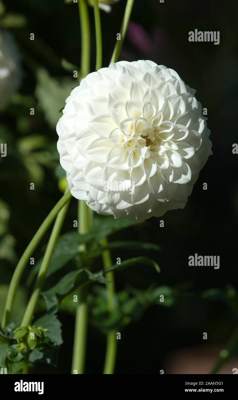 Dahlia plants hi-res stock photography and images - Alamy