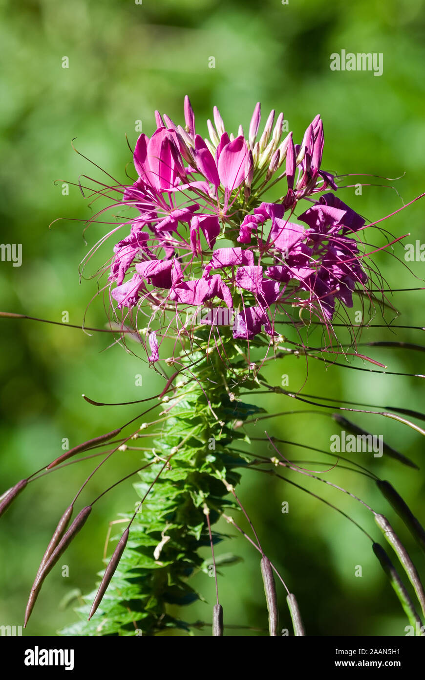 Rocky mountain beeweed hi-res stock photography and images - Alamy