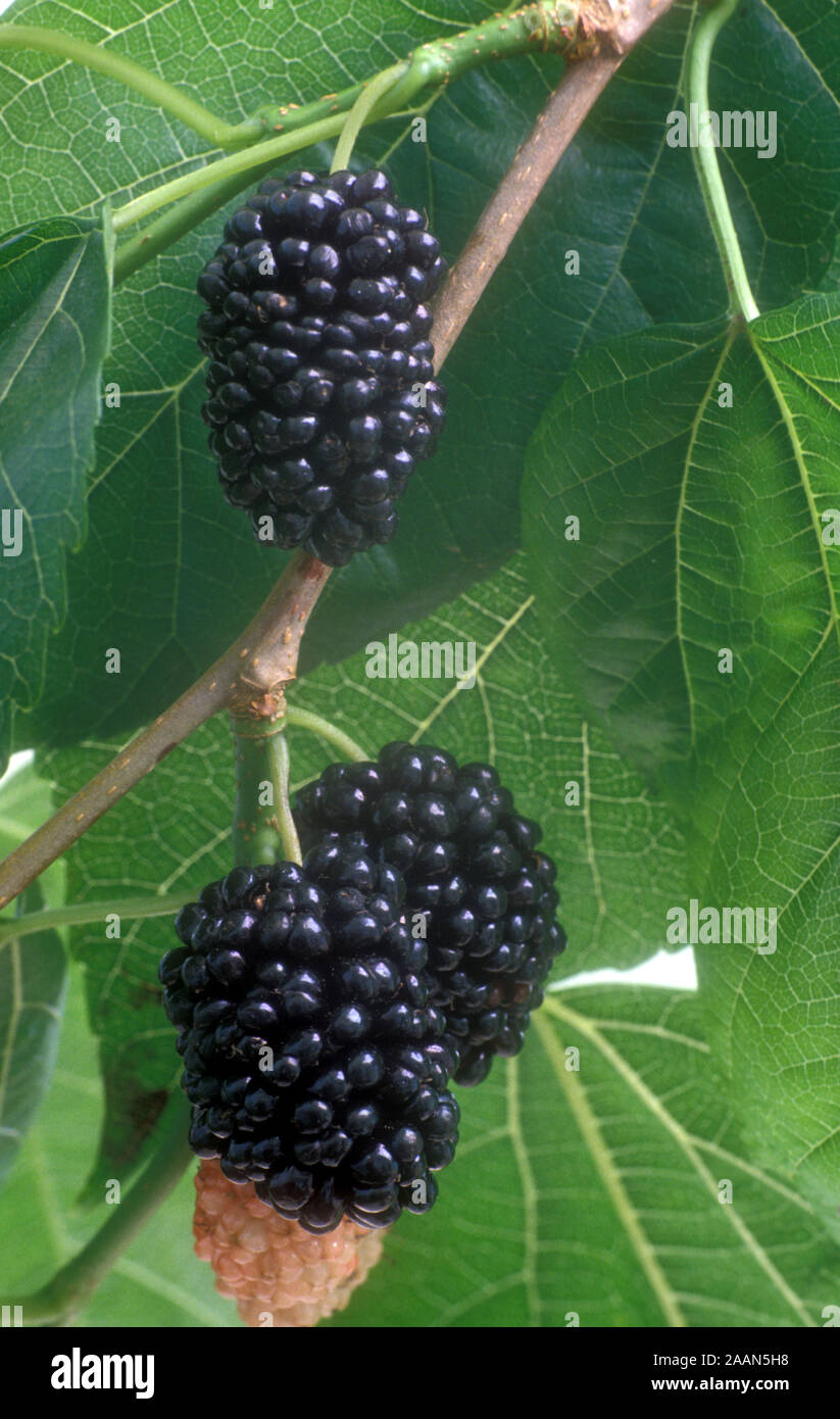 BLACK MULBERRIES GROWING (MORUS NIGRA Stock Photo - Alamy