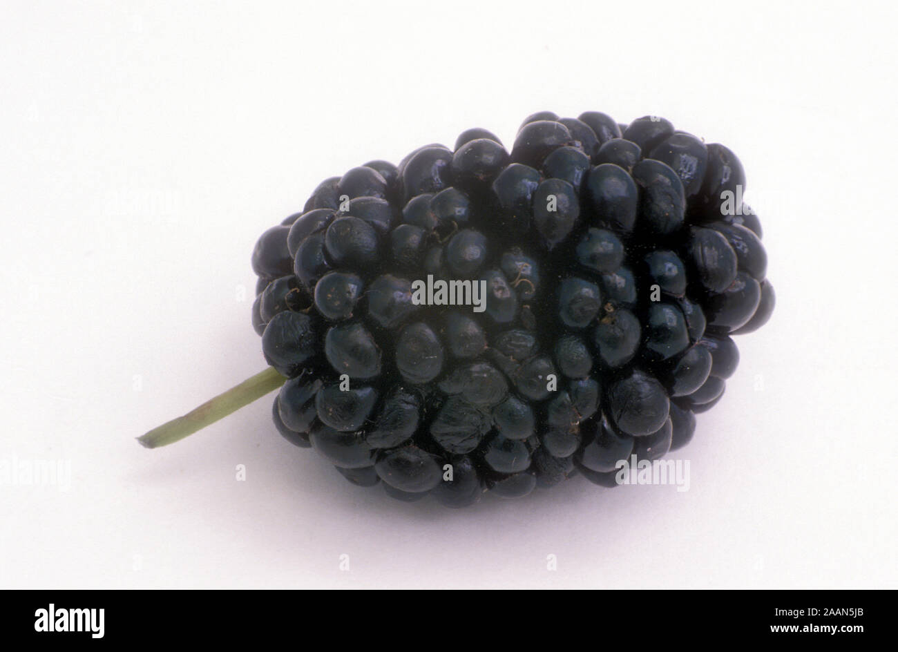 Black mulberries hi-res stock photography and images - Alamy