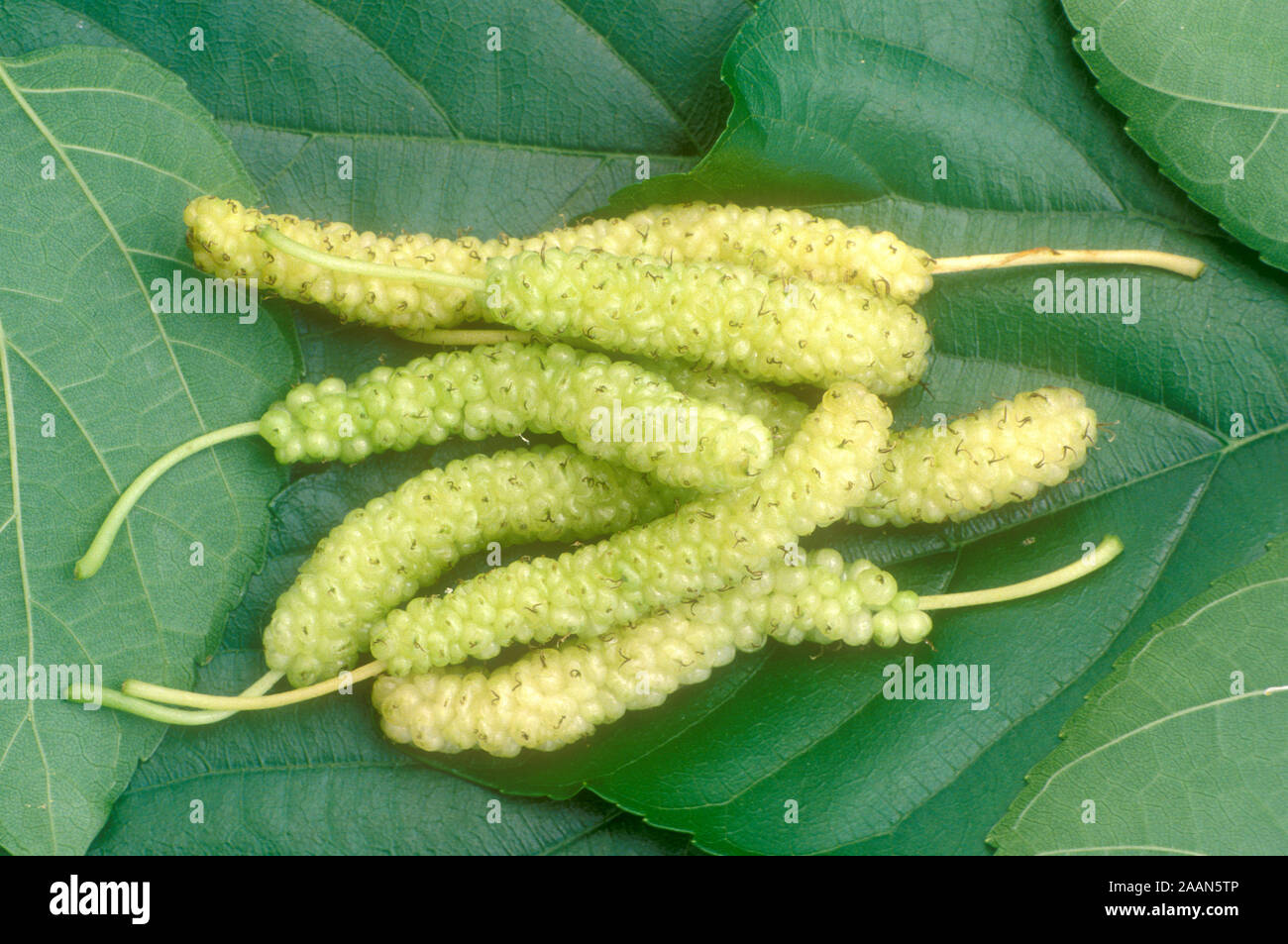 Morus macroura hi-res stock photography and images - Alamy