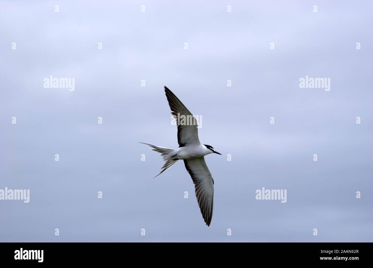 Bridled tern in-flight (Onychoprion anaethetus, Western Australia Stock ...