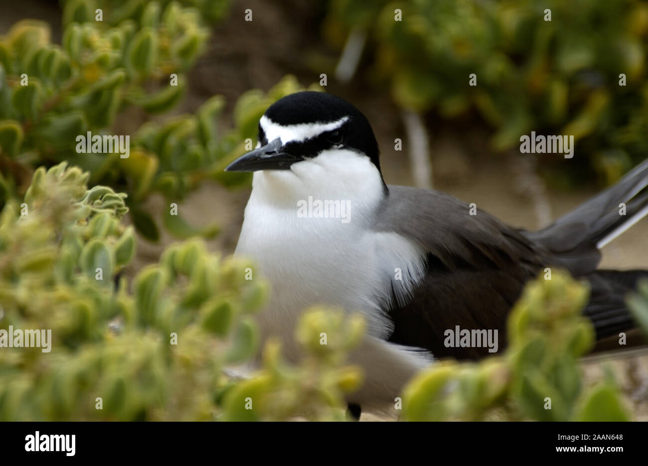 Australian Tern High Resolution Stock Photography and Images - Alamy