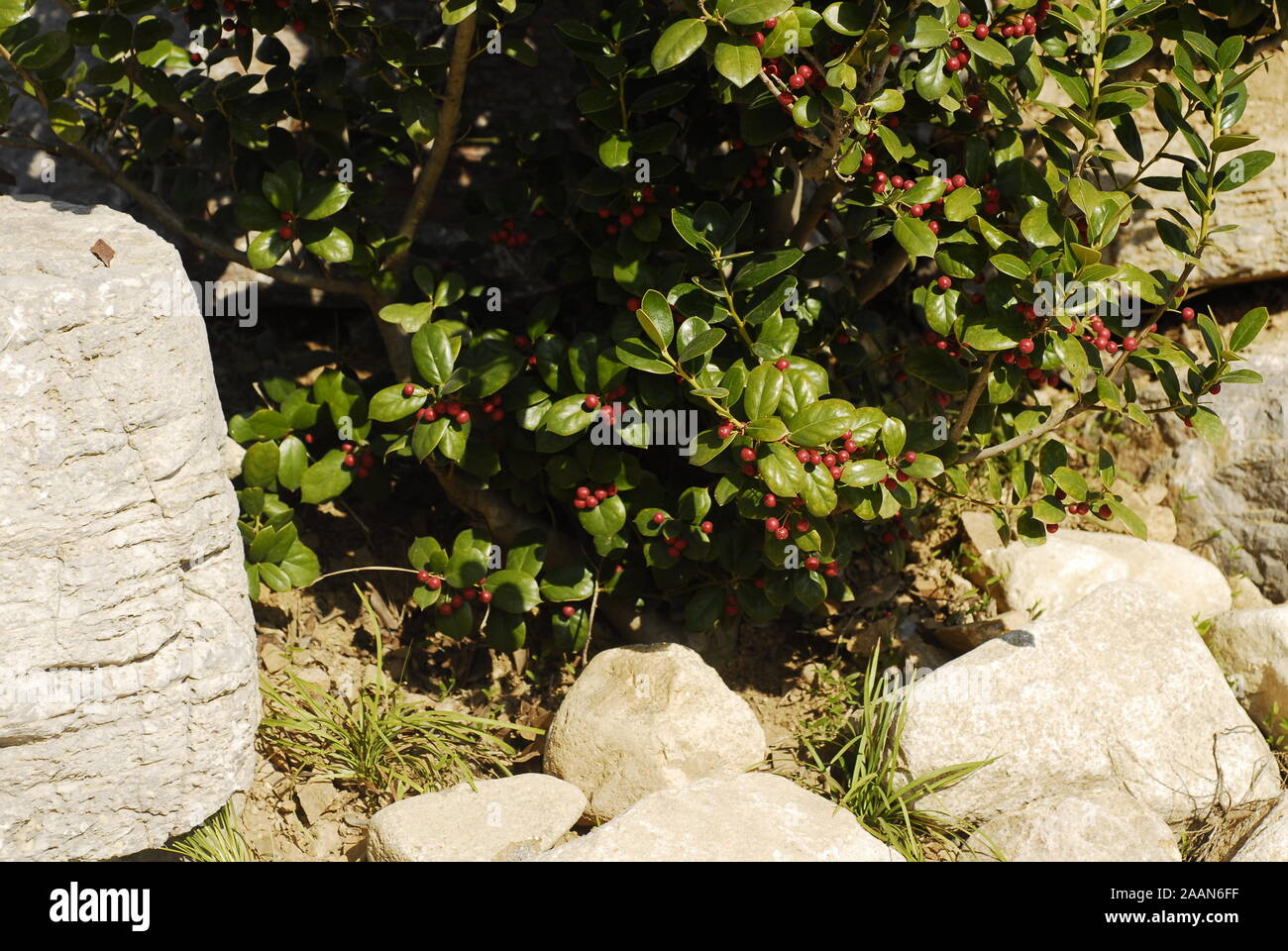 Vivifying berry tree hi-res stock photography and images - Alamy