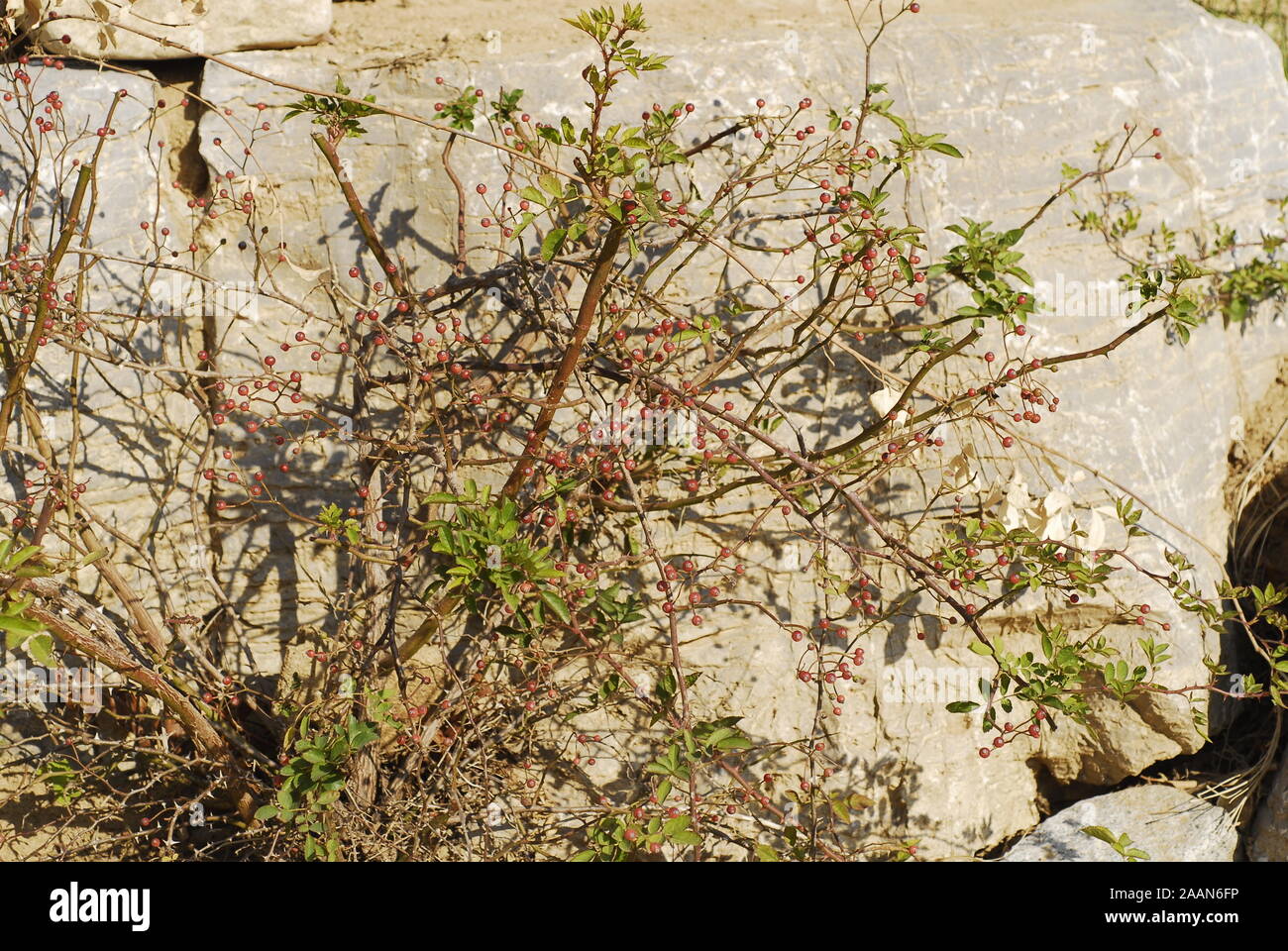 Rock thorn hi-res stock photography and images - Alamy