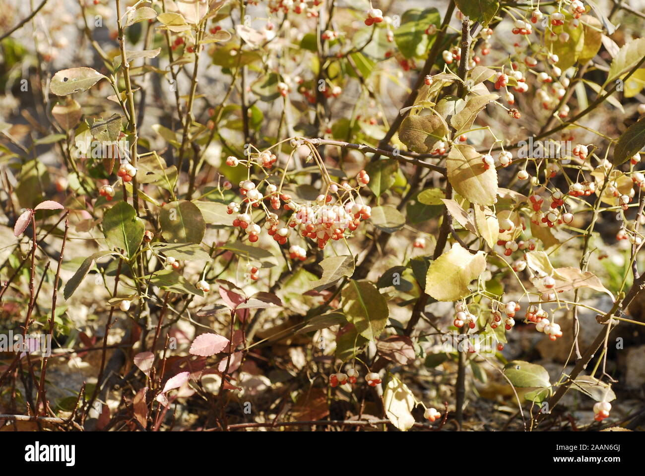 Hillside berries hi-res stock photography and images - Alamy