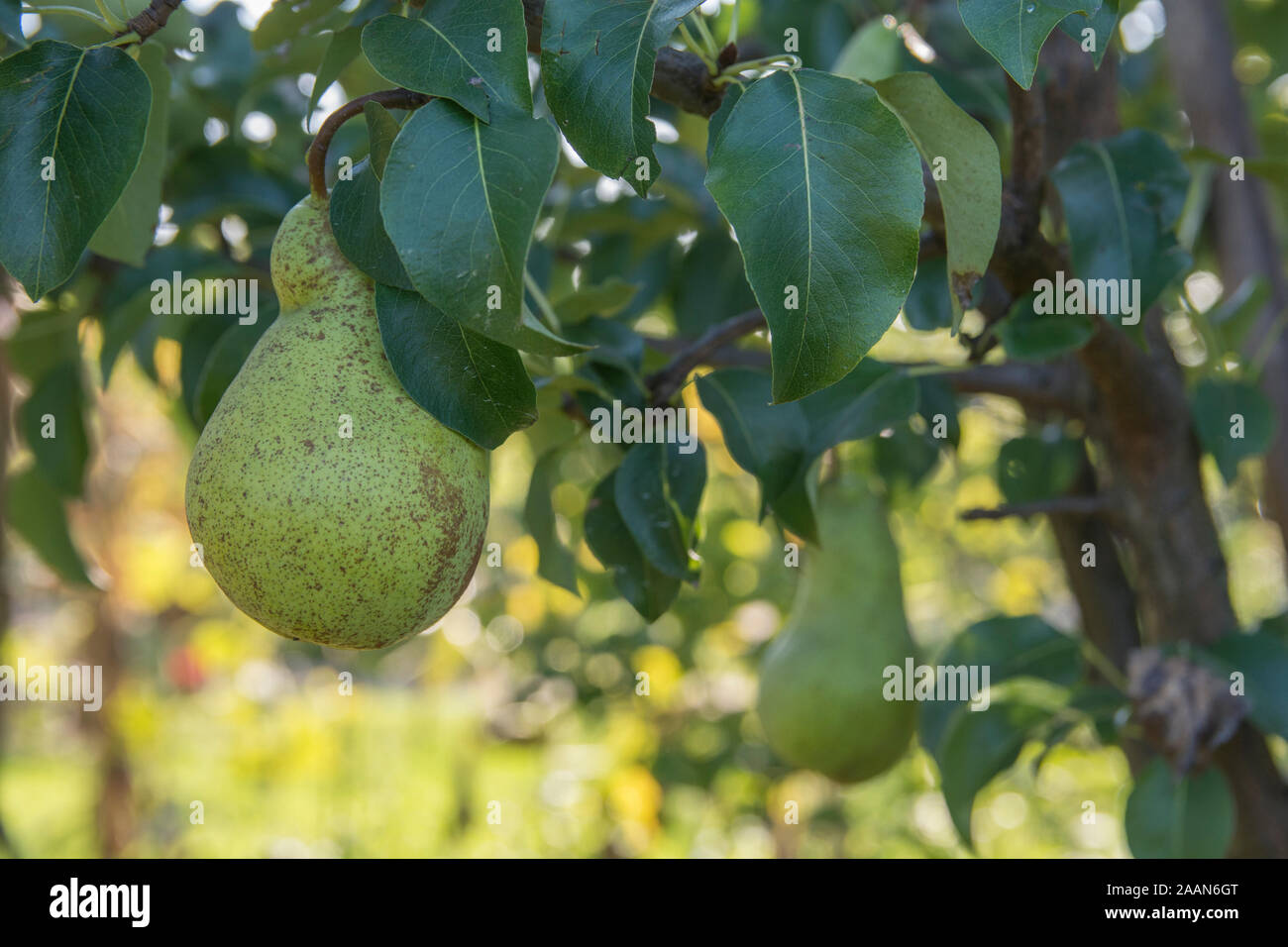 Pears hanging from tree hi-res stock photography and images - Alamy