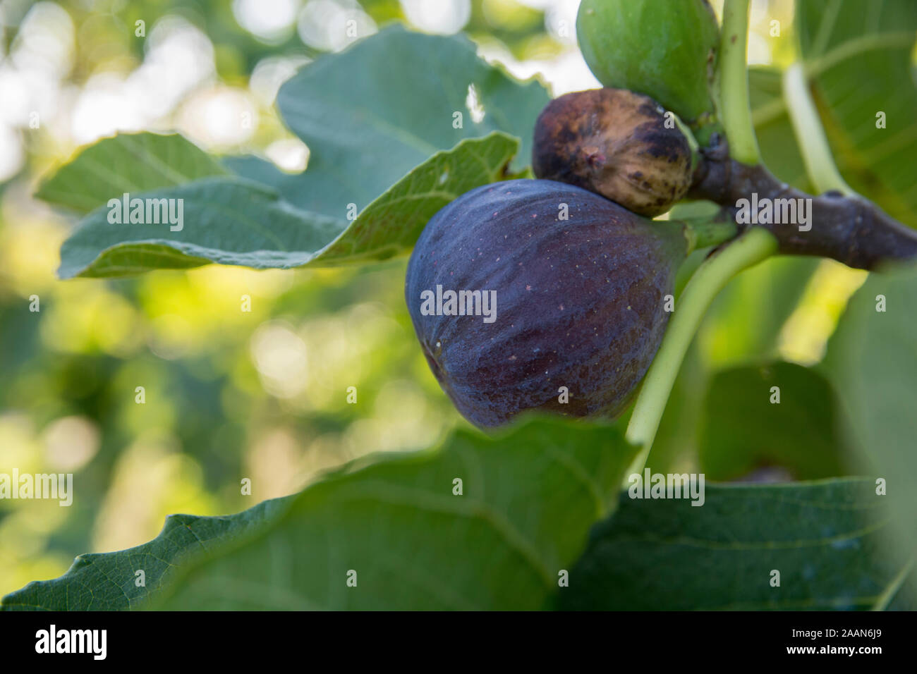 Fig Fruit Ripe
