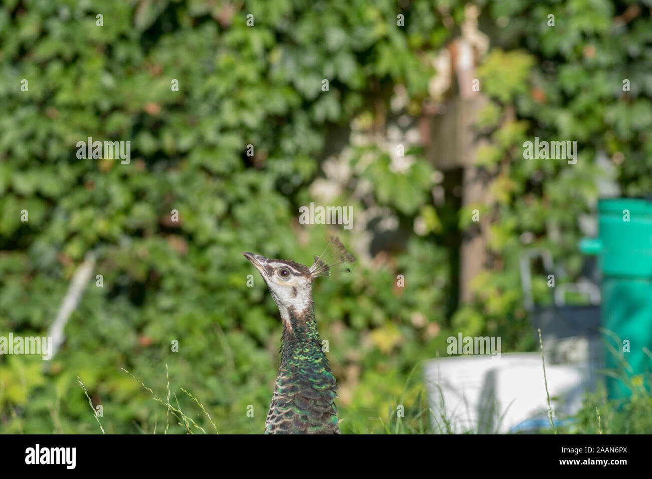 Female Peacock's head, peaking from the bottom center of the horizontal ...