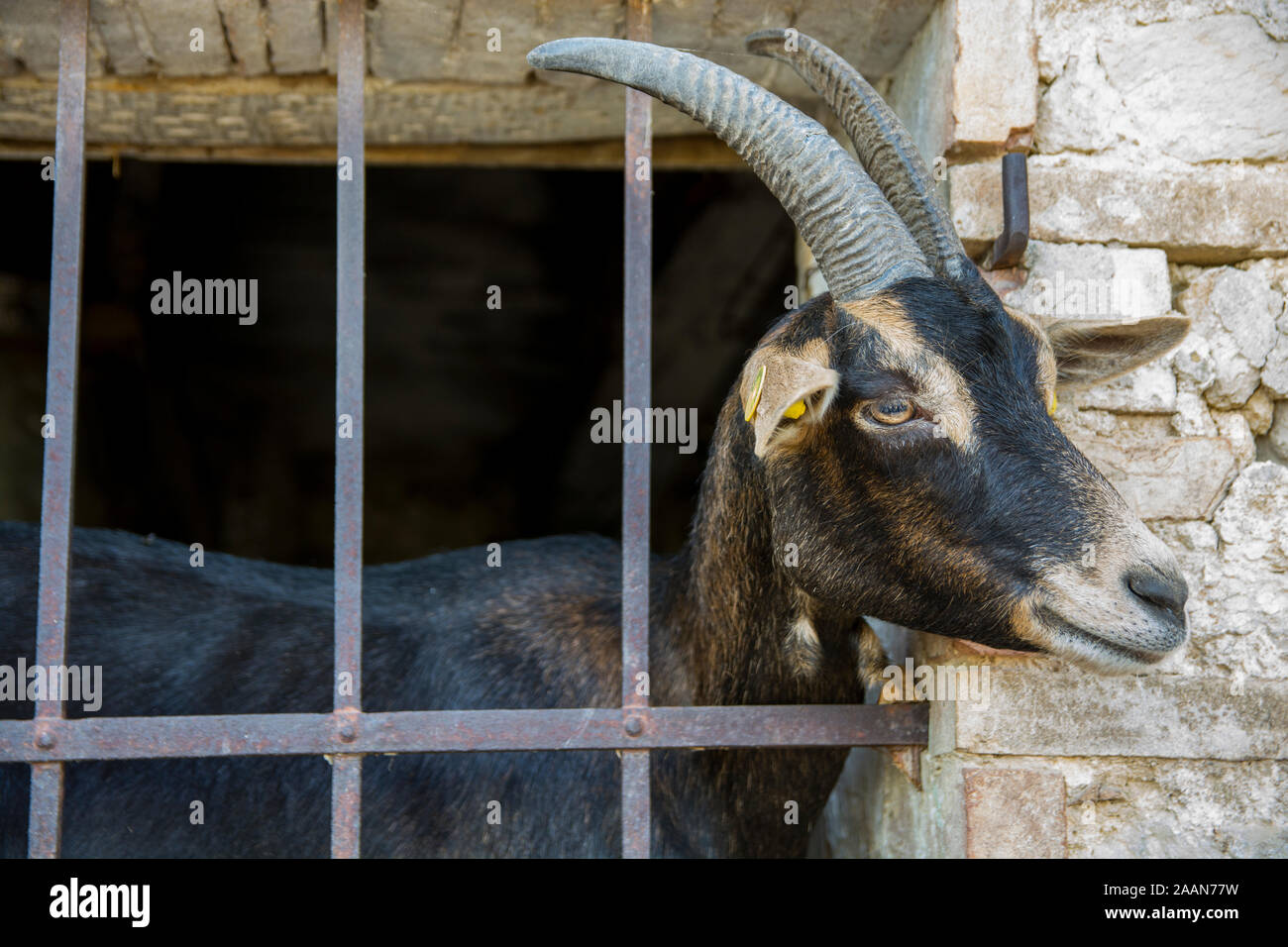 Side view of a black Goat head peeking out a window Stock Photo - Alamy
