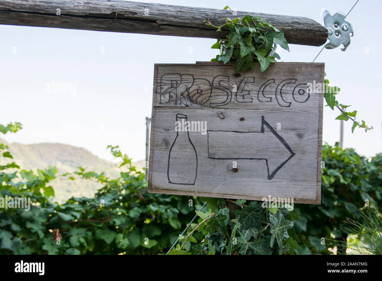 Prosecco vineyard hi-res stock photography and images - Alamy