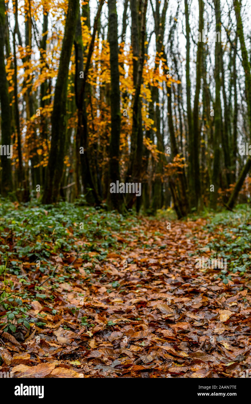 Fading autumn. Forest of Dean Stock Photo - Alamy