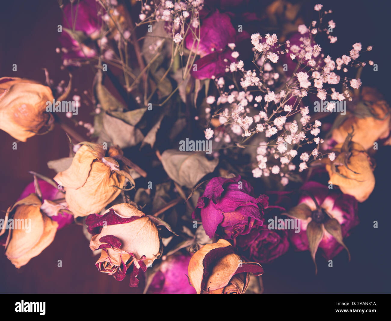 A bouquet of wilted, dry roses in a vase Stock Photo - Alamy