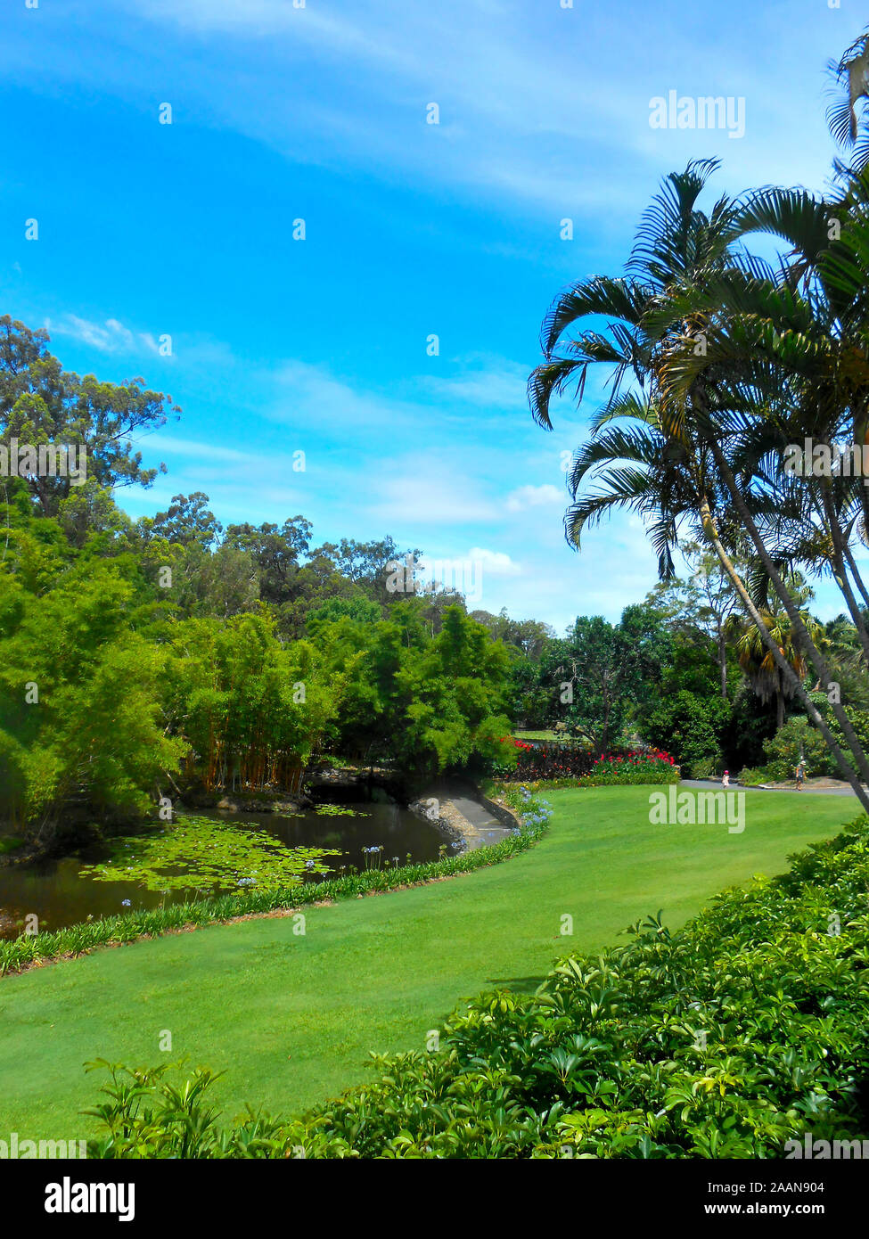 The beautiful landscaped gardens at Mount Coo Tha Botanical Gardens ...