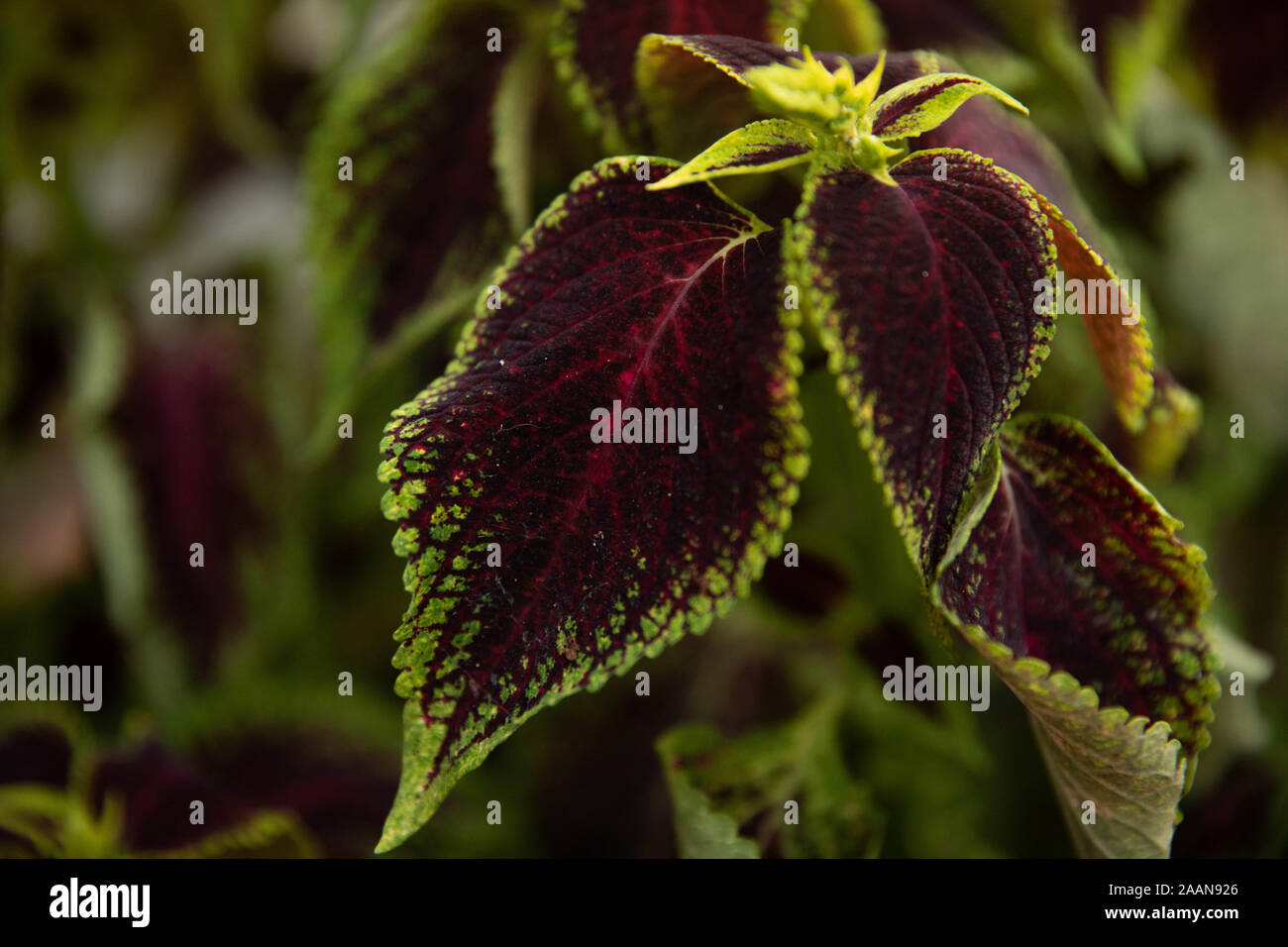 I beleaf in us all! Stock Photo - Alamy