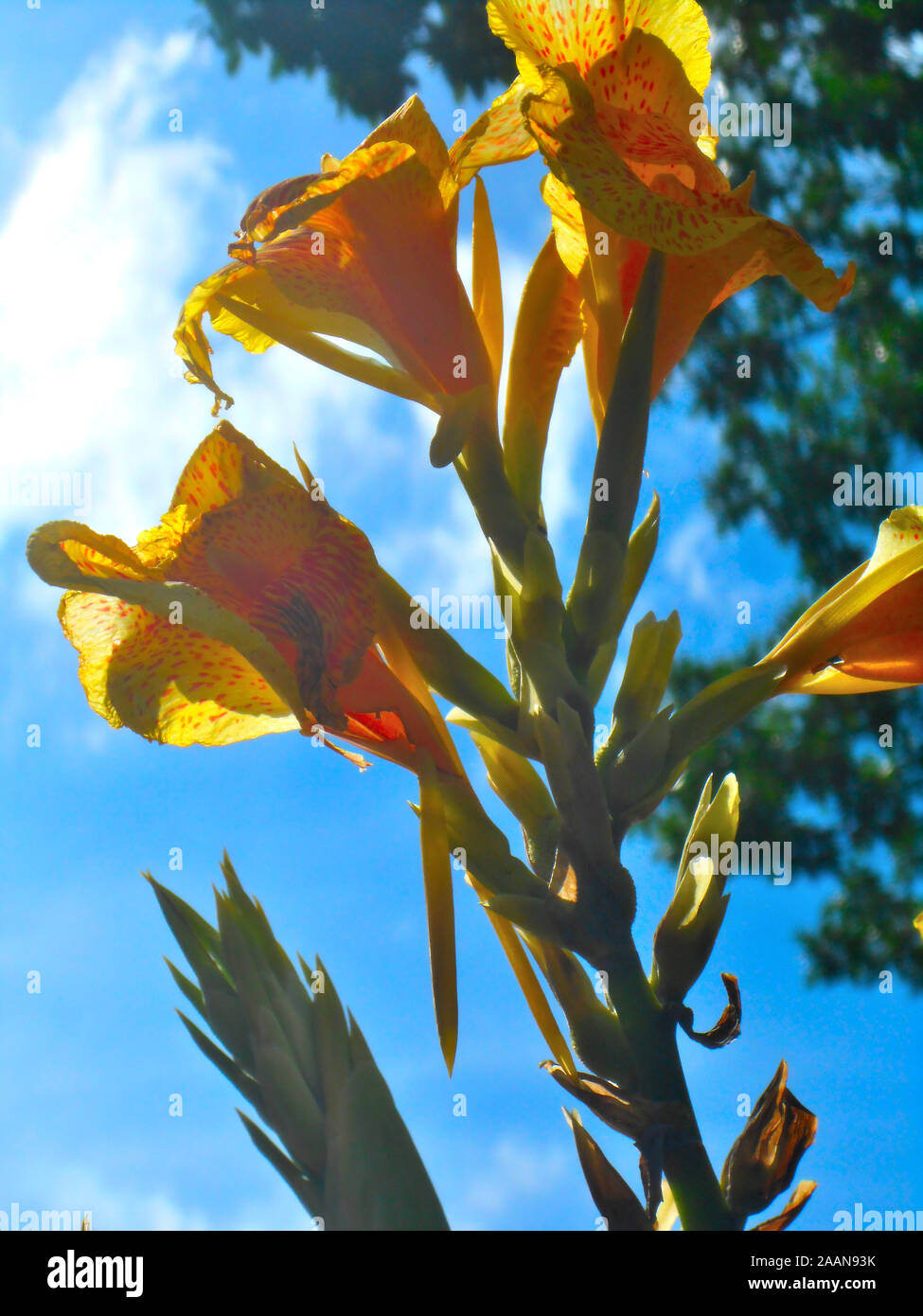 Cleopatra canna flower which is yellow with red spots at Mount Coo Tha ...