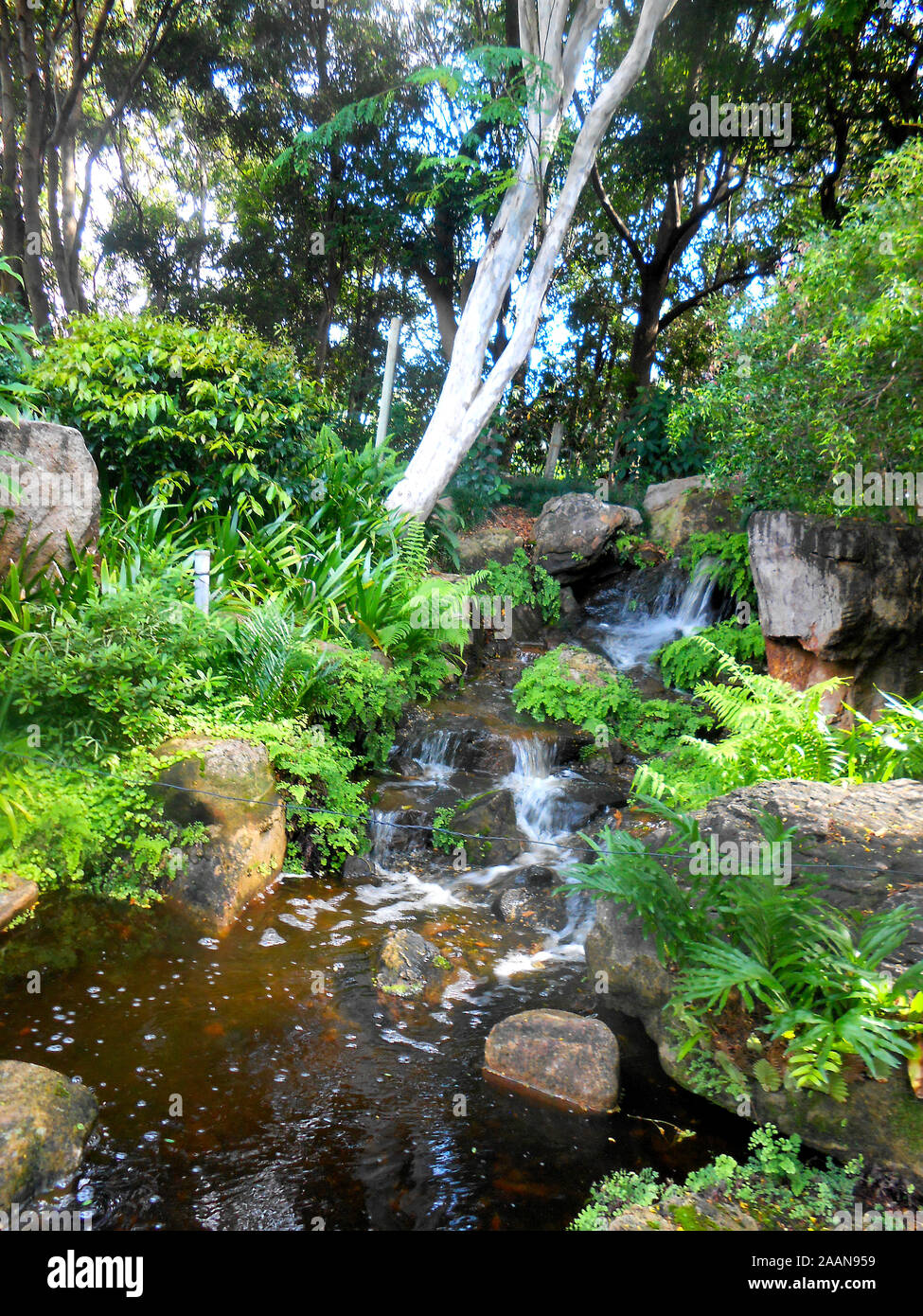 Mount Coo Tha Botanical Gardens Brisbane Queensland Australia Stock ...