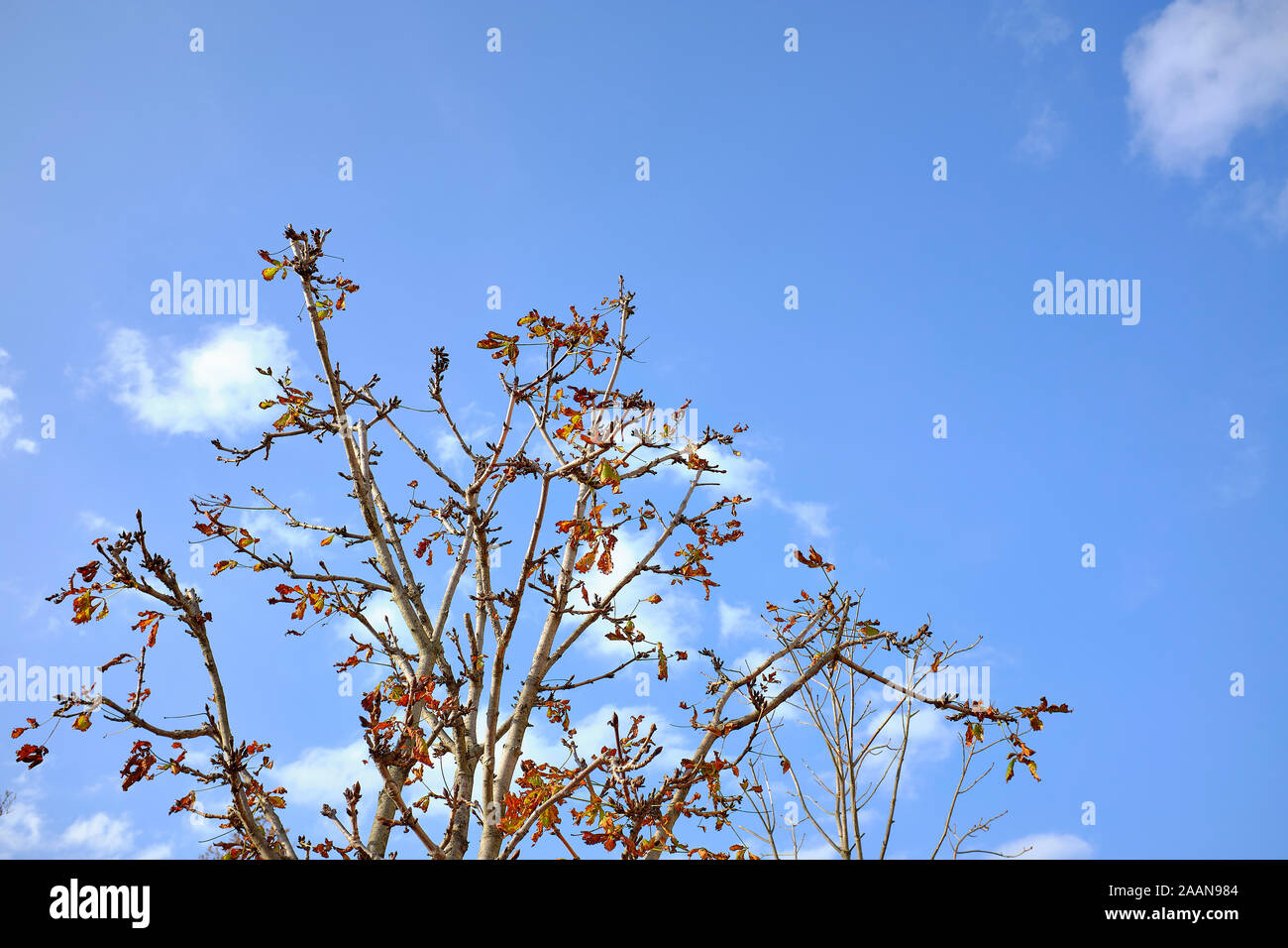 Beautiful clear fall sky hi-res stock photography and images - Alamy