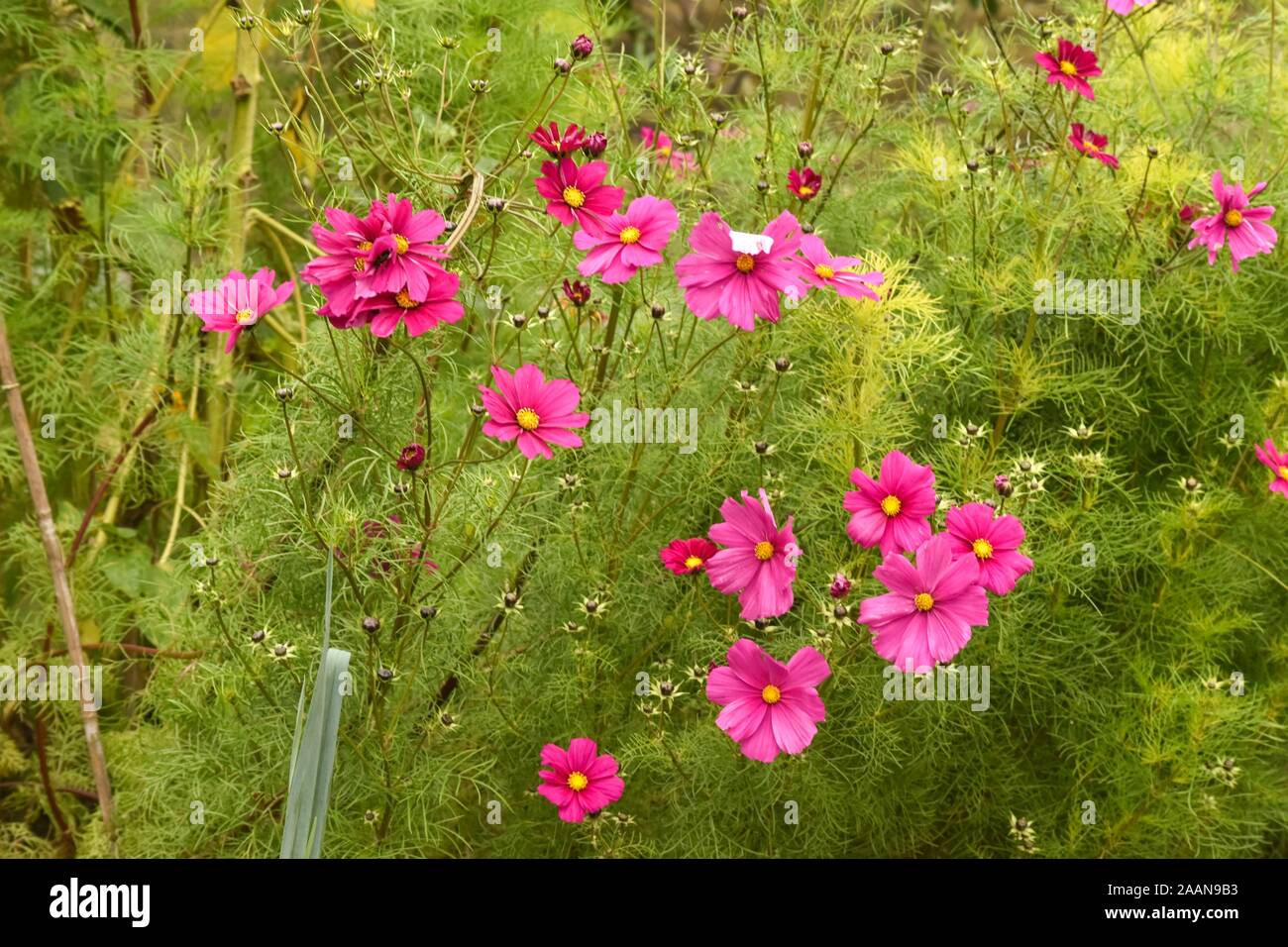 Pink Cosmos plants Stock Photo - Alamy