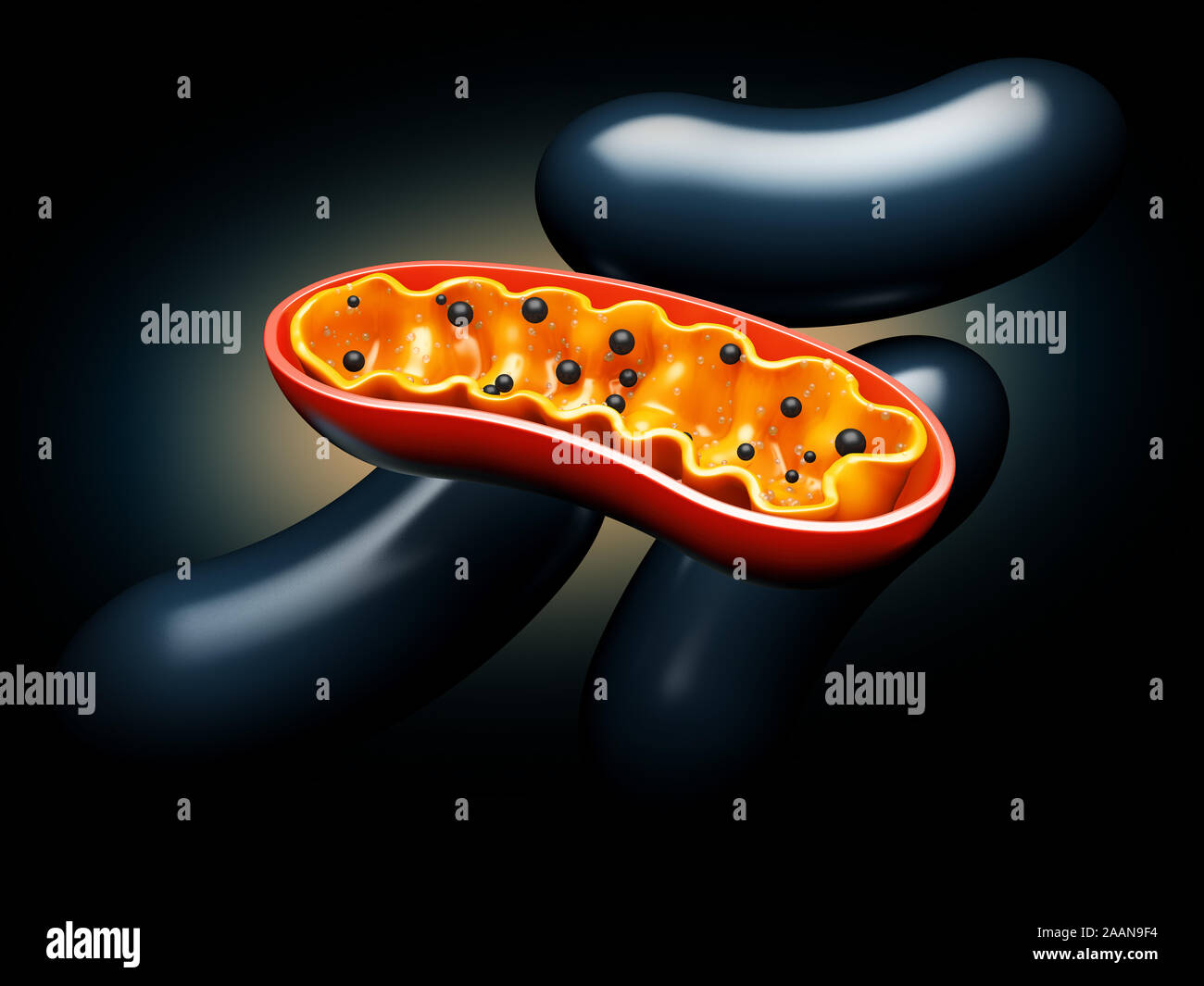 3d Rendering of Mitochondria - realistic illustration on red background ...