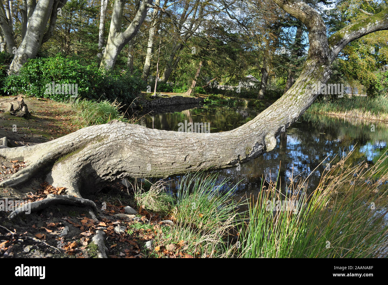 Unusual looking trees hi-res stock photography and images - Alamy