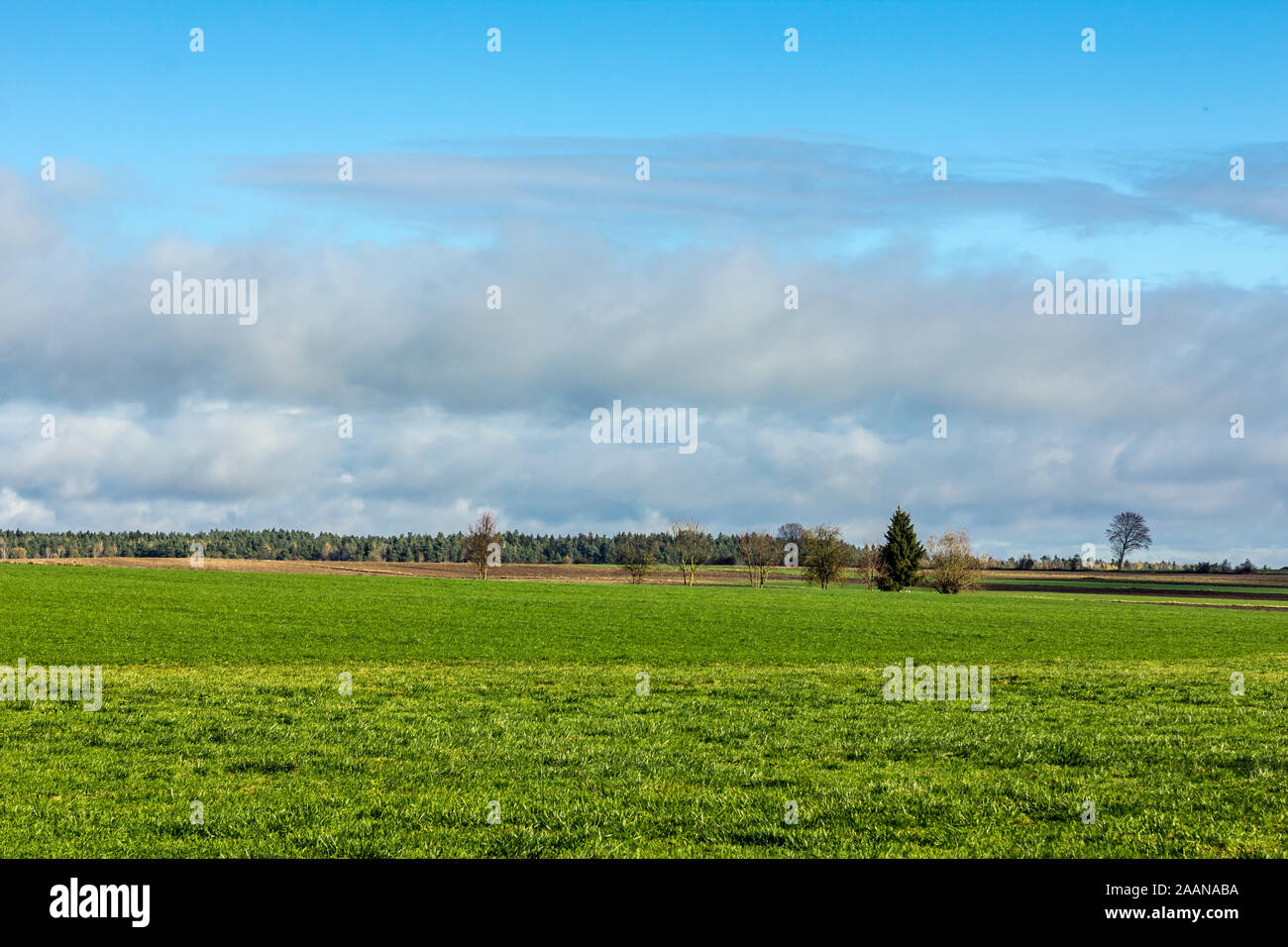 Late autumn. Green grass on a pasture for cows near country . Forest in ...