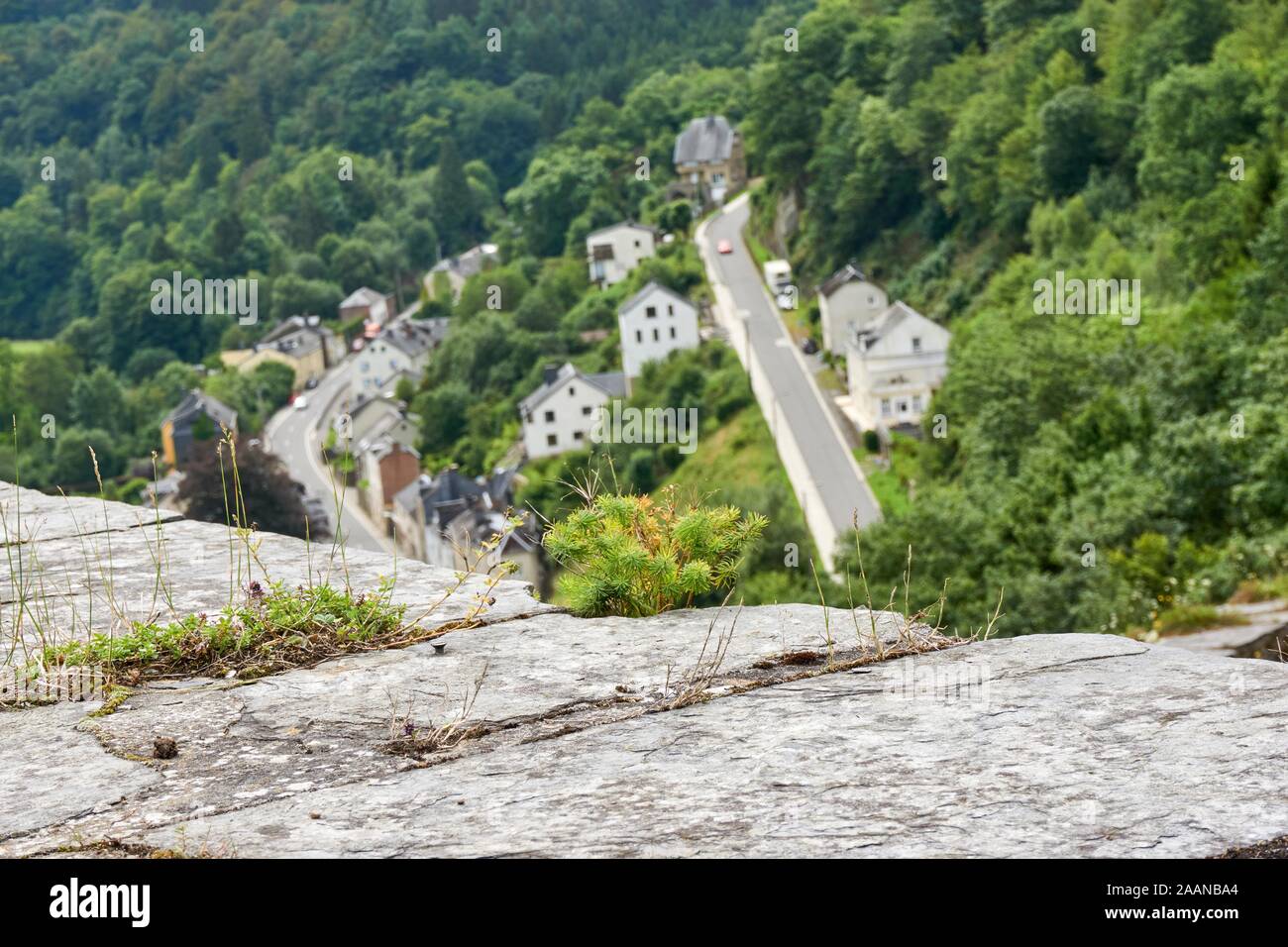 Tree birds eye view hi-res stock photography and images - Alamy