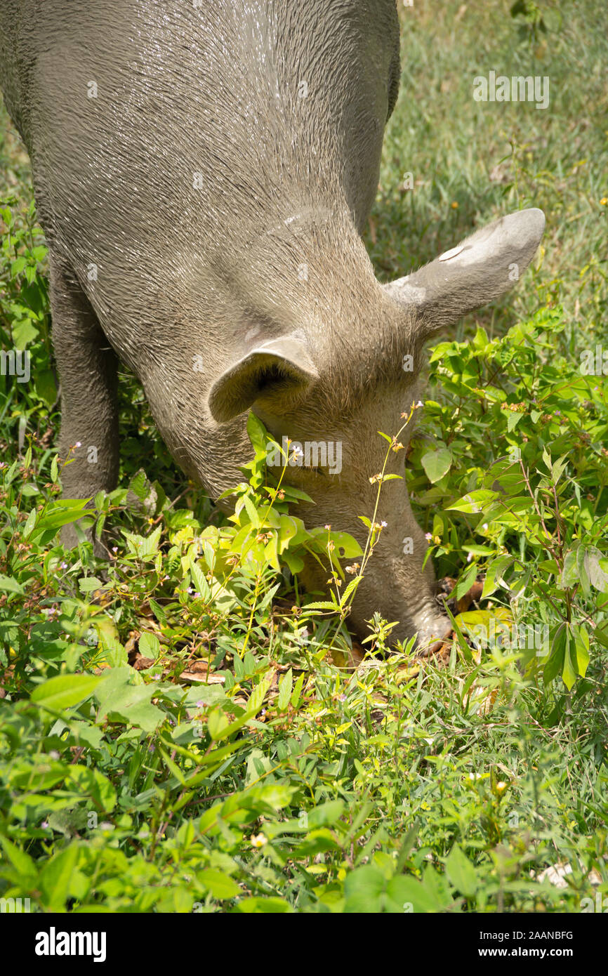 Big soiled pig in green grass Stock Photo - Alamy