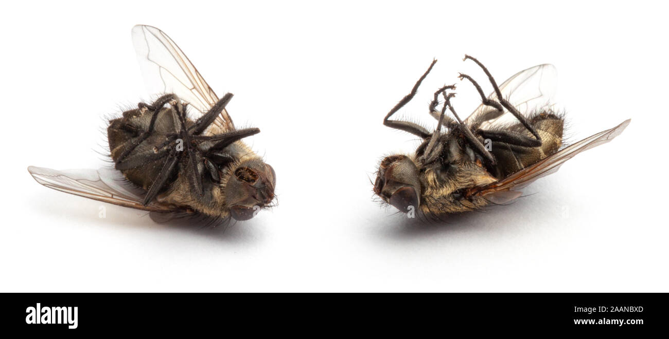 Dead fly isolated on white background Stock Photo - Alamy
