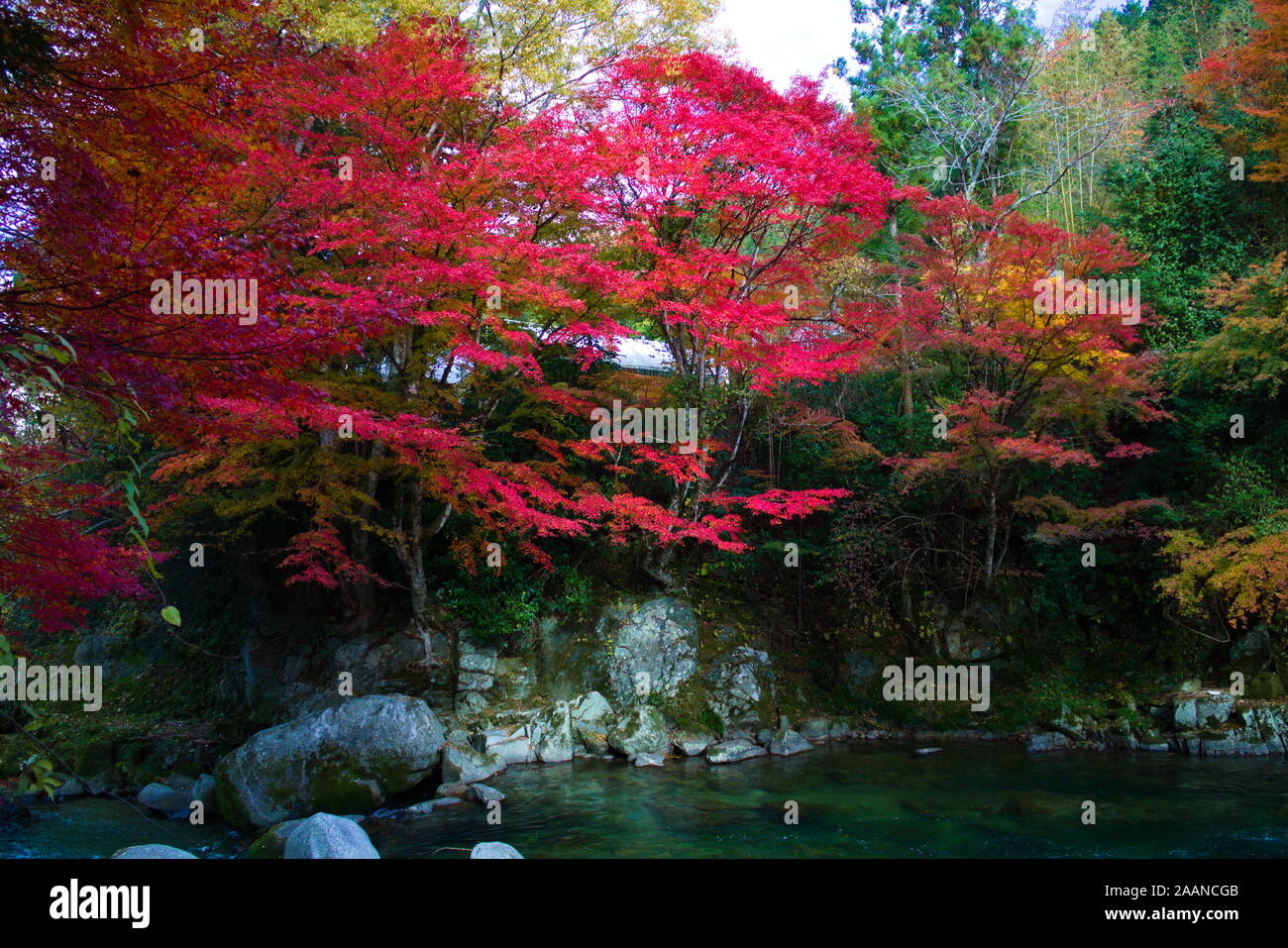 Red river maple hi-res stock photography and images - Alamy