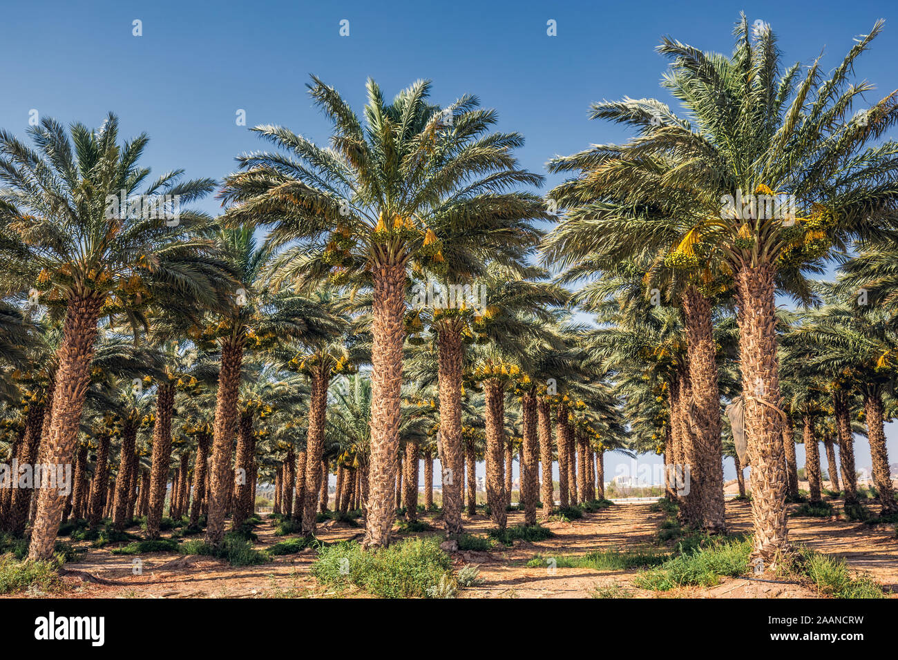 Israel jordan desert palm trees hi-res stock photography and images - Alamy