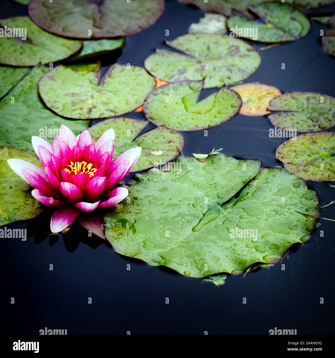 water lily in the pond Stock Photo - Alamy