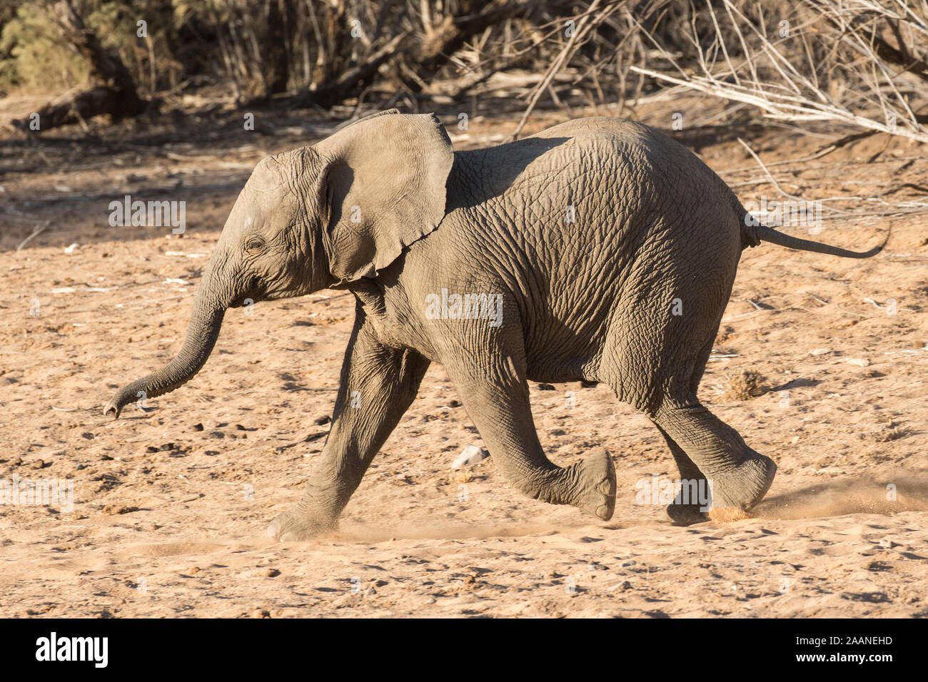 Young African Desert Elephant running Stock Photo - Alamy