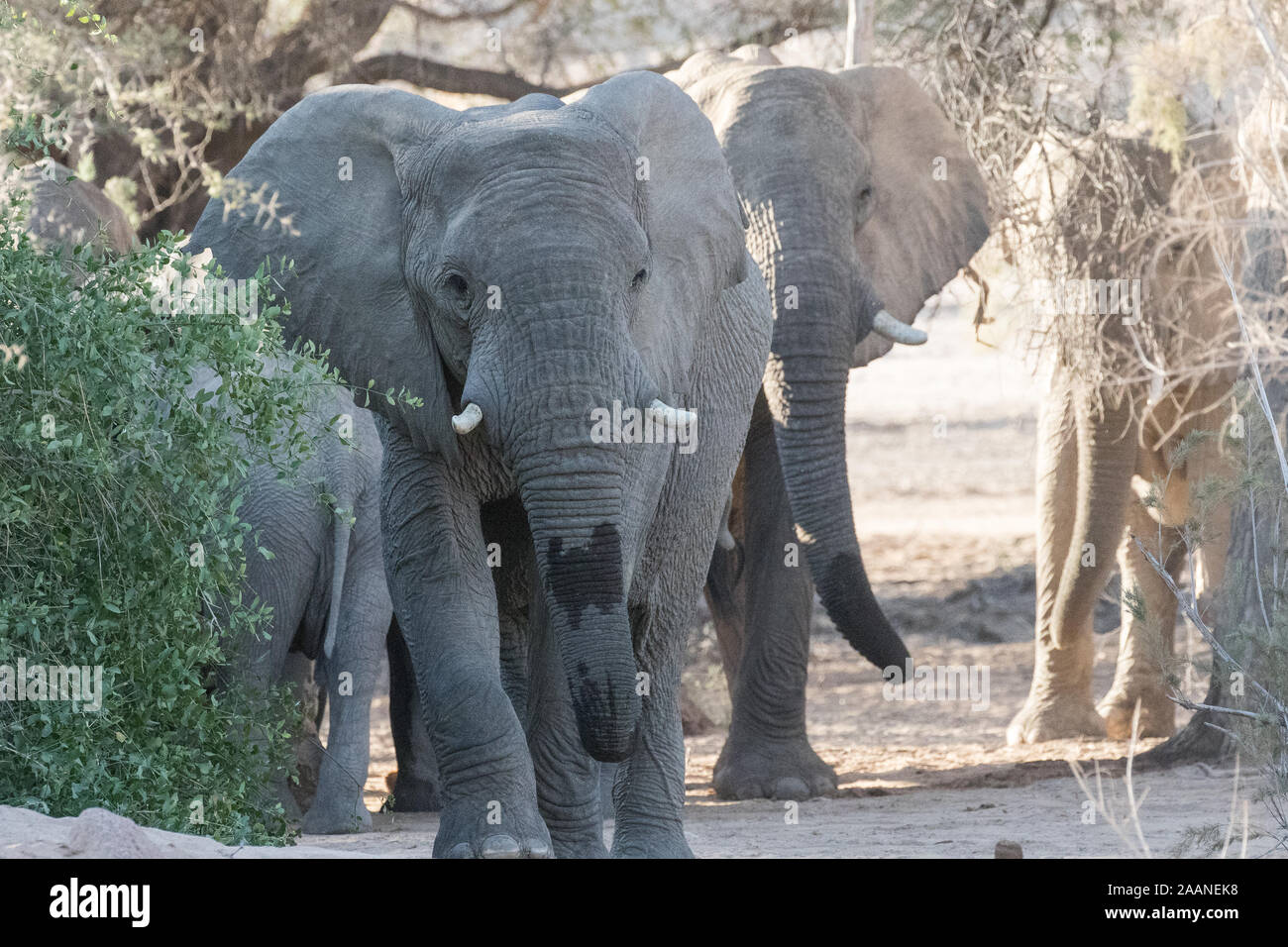African Desert Elephants of Namibia Stock Photo - Alamy