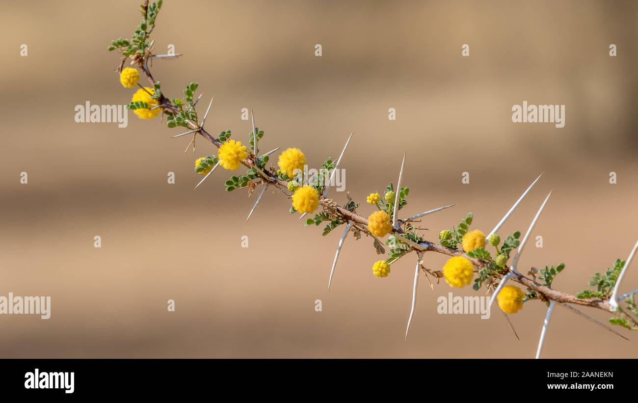Branch from an African Acacia species of tree Stock Photo - Alamy