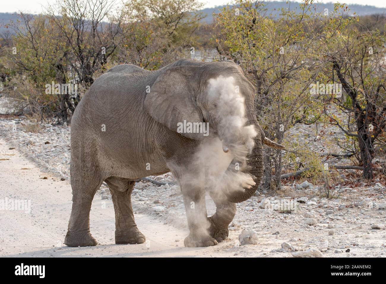 African elephant having dust hi-res stock photography and images - Alamy