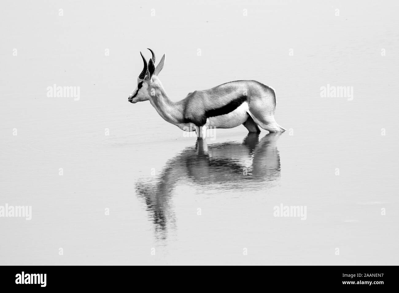 Springbok Black and White Stock Photos & Images - Alamy