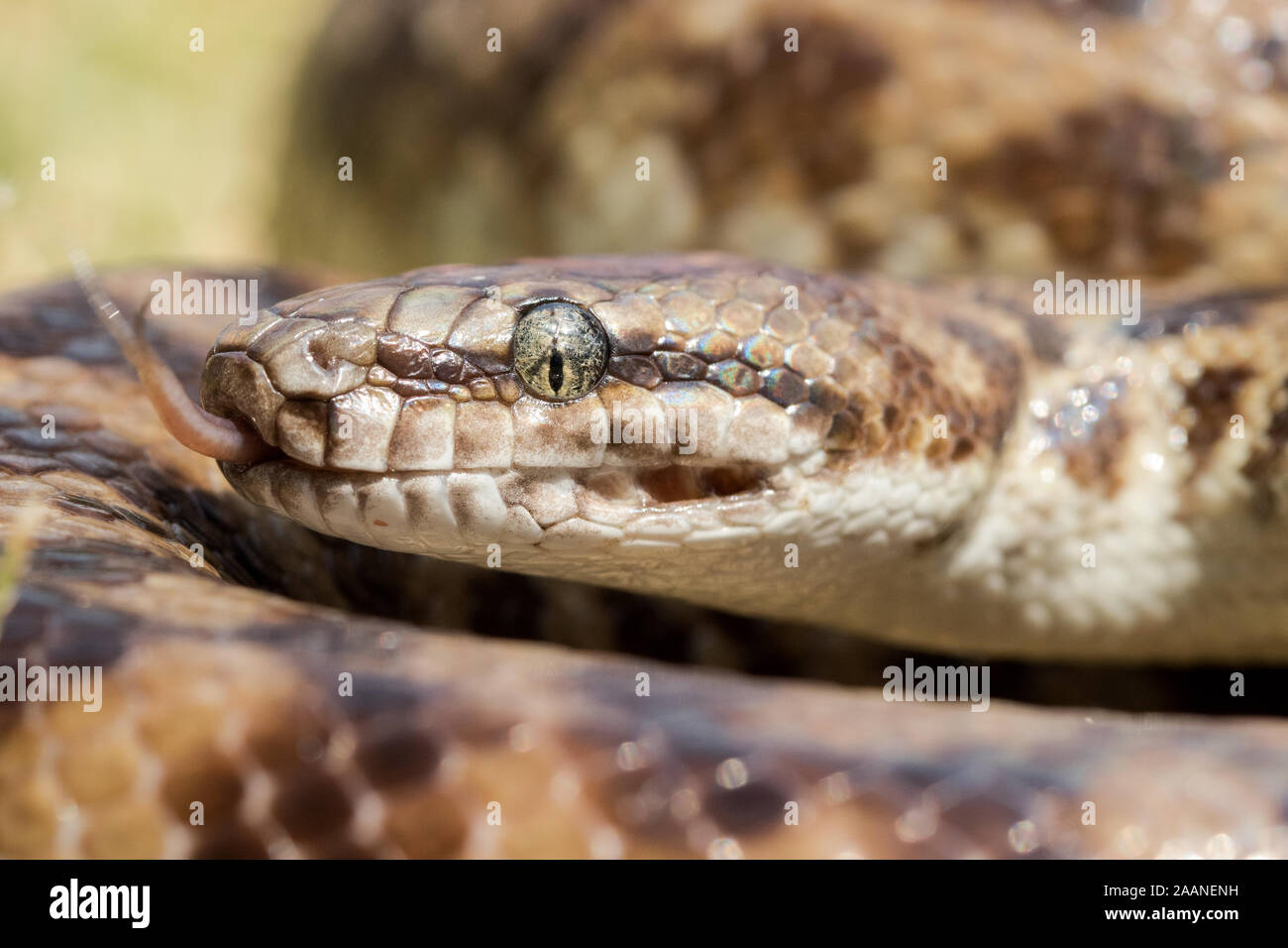 Stimson's Python flickering it's tongue Stock Photo - Alamy