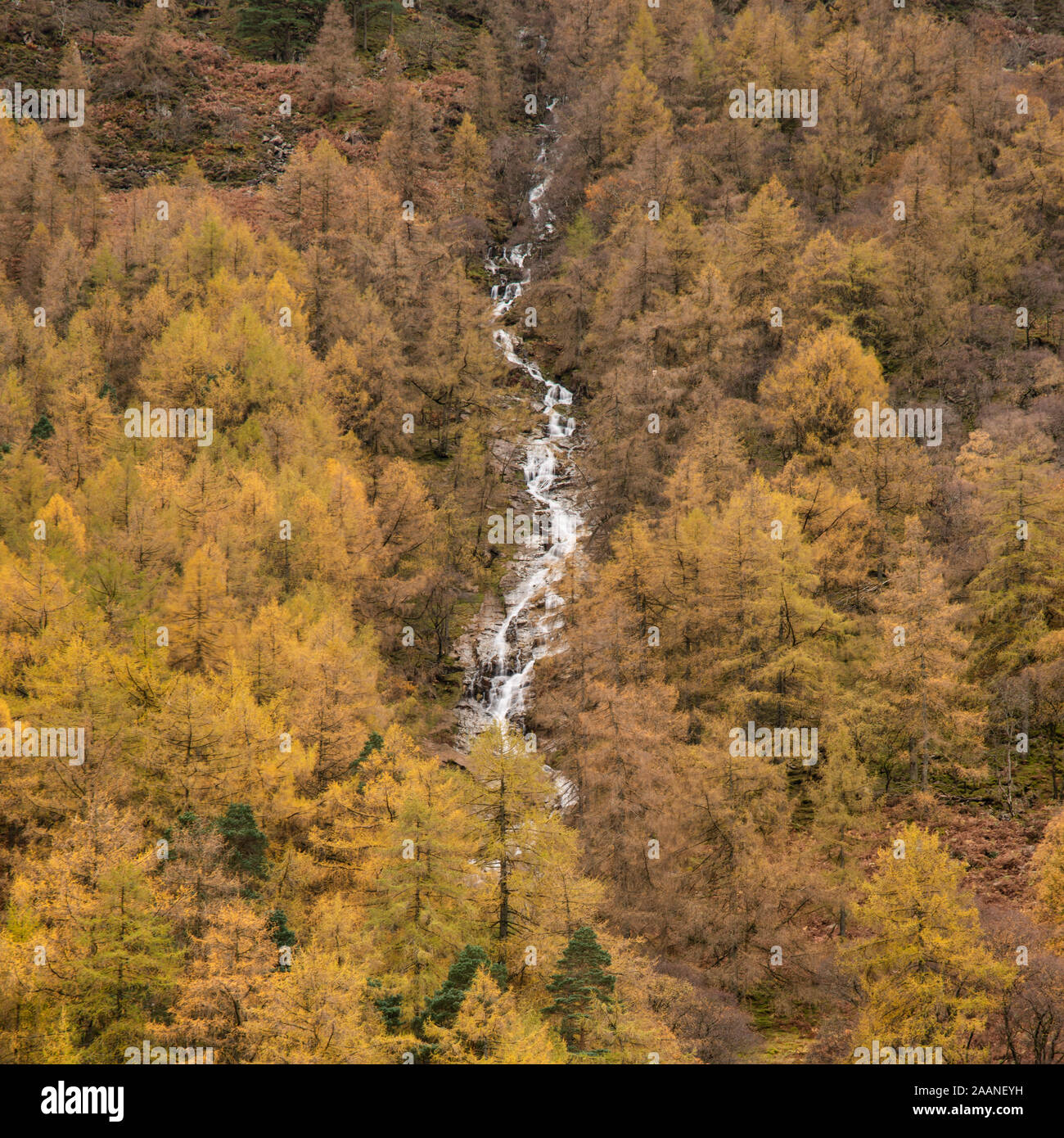 Beautiful Autumn Fall landscape of larch tree forest with river and ...