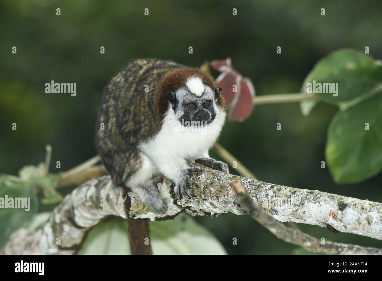 Geoffroys Tamarin (Sanguinus geoffroyi) adult sitting on branch ...
