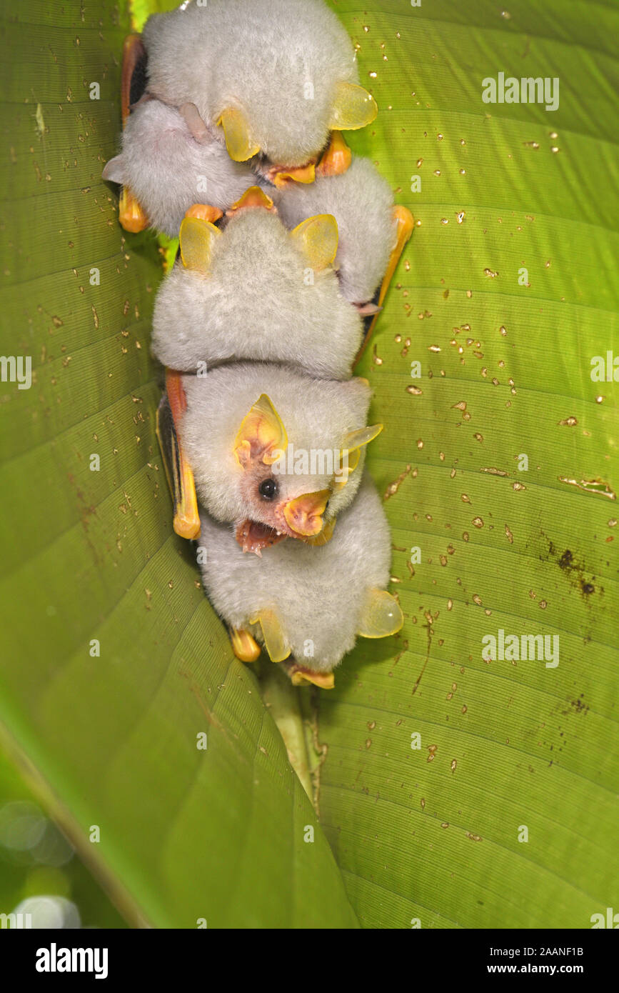 White tent bat hi-res stock photography and images - Alamy